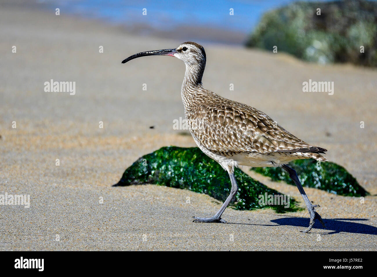 Whimbrel hi-res stock photography and images - Alamy