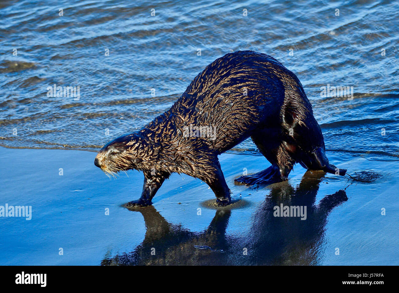 California Sea Otter Stock Photo - Alamy