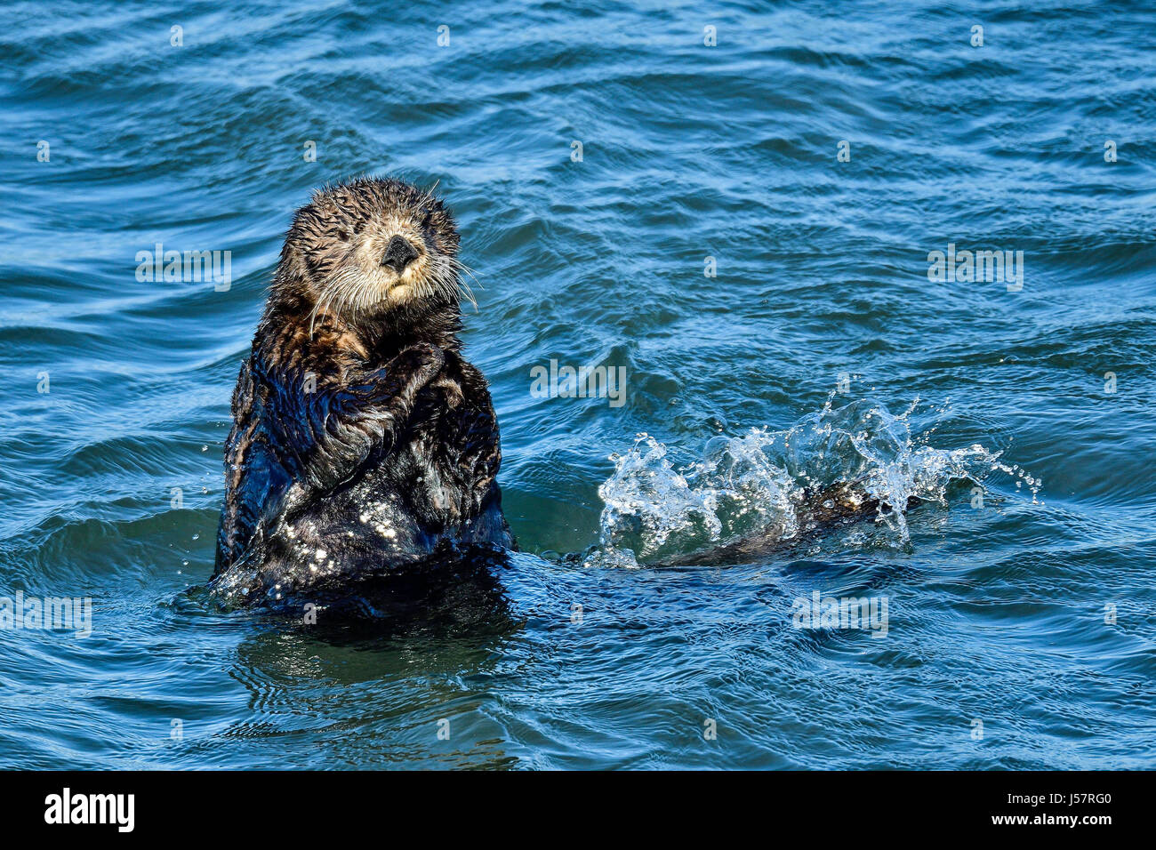 California Sea Otter Stock Photo - Alamy