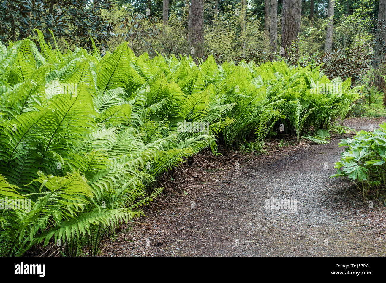 Ferns delicate hi-res stock photography and images - Alamy