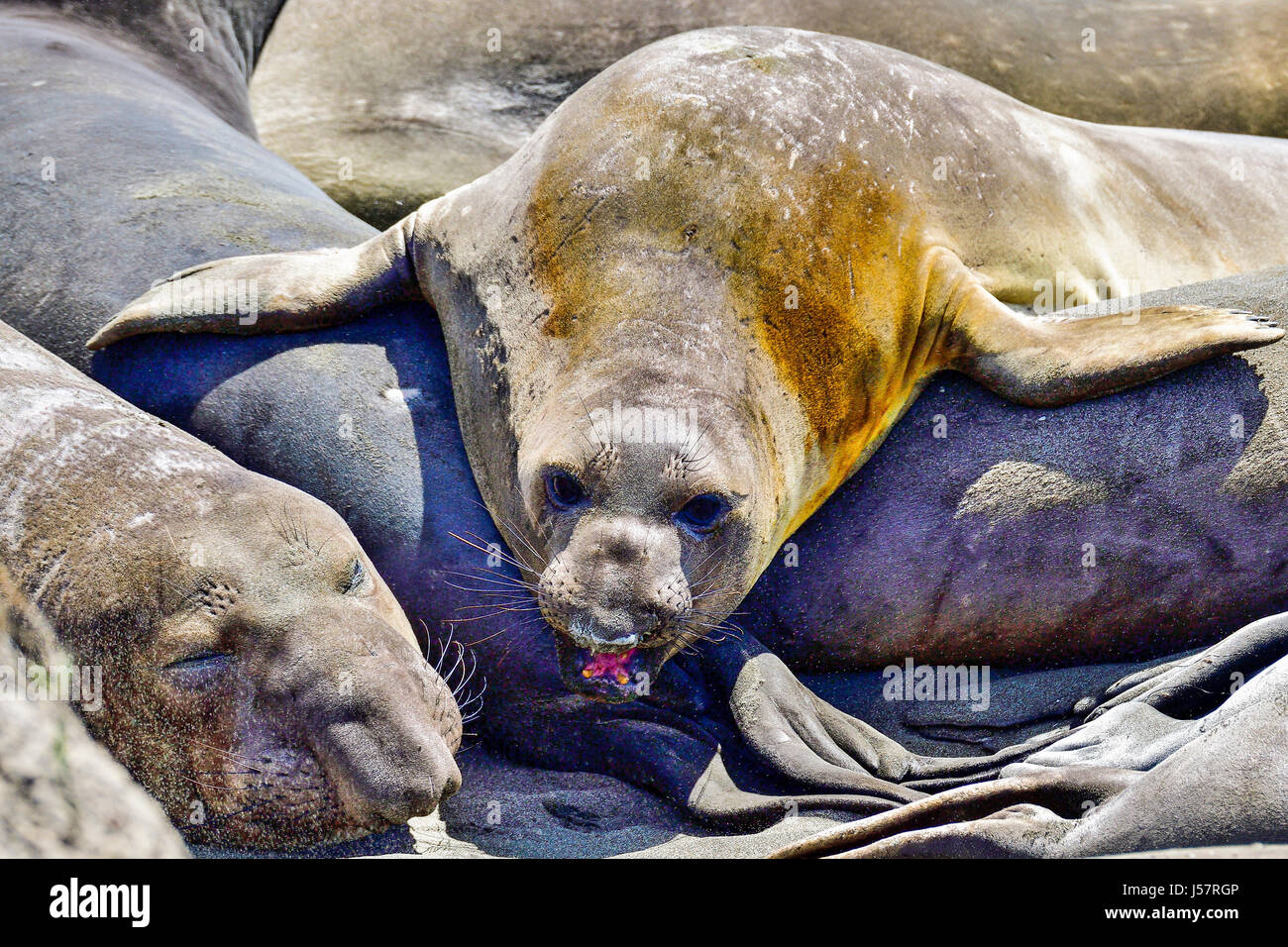 Elephant seal head hi-res stock photography and images - Alamy