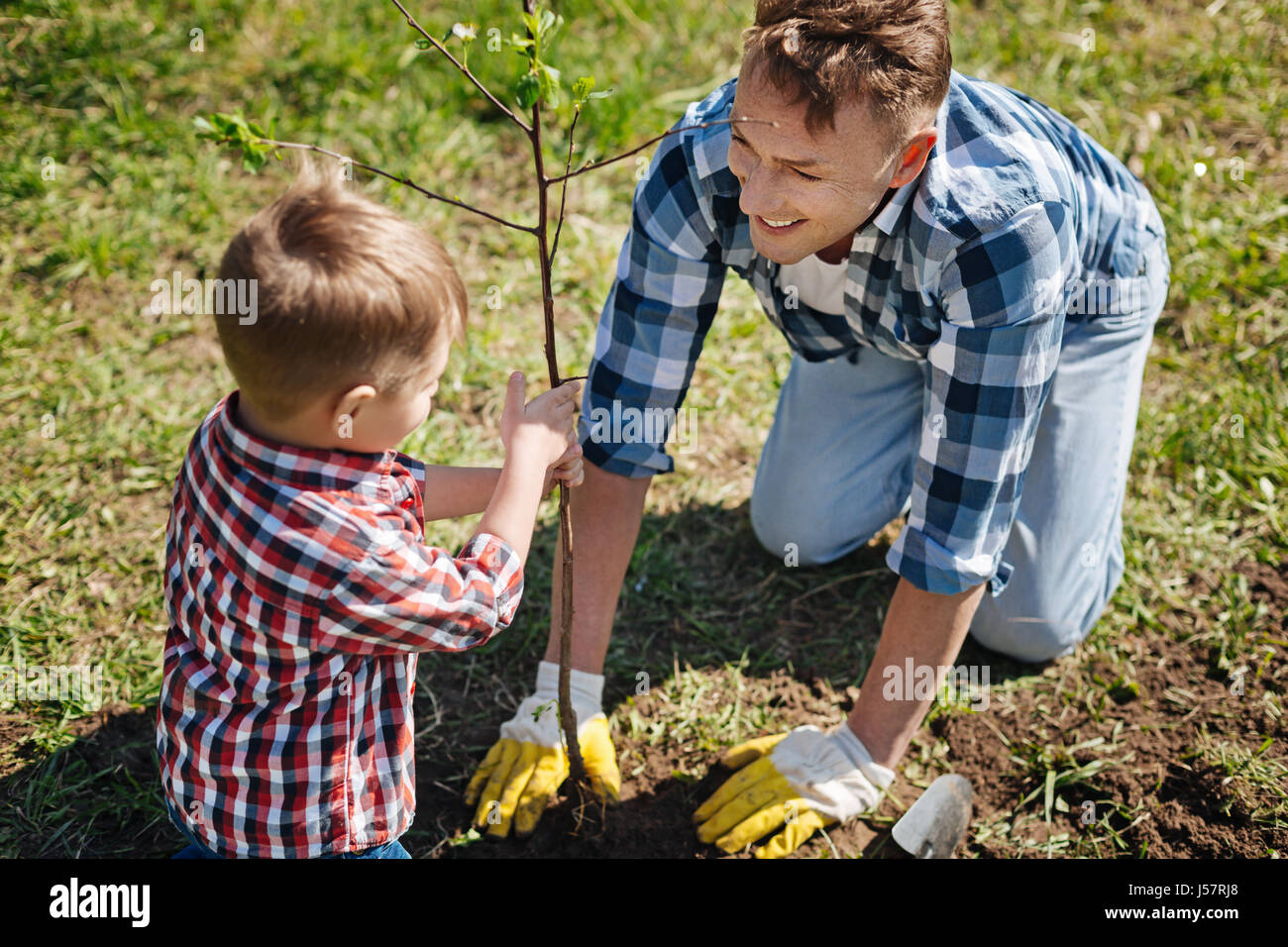 Father and son planting tree in family garden Stock Photo - Alamy
