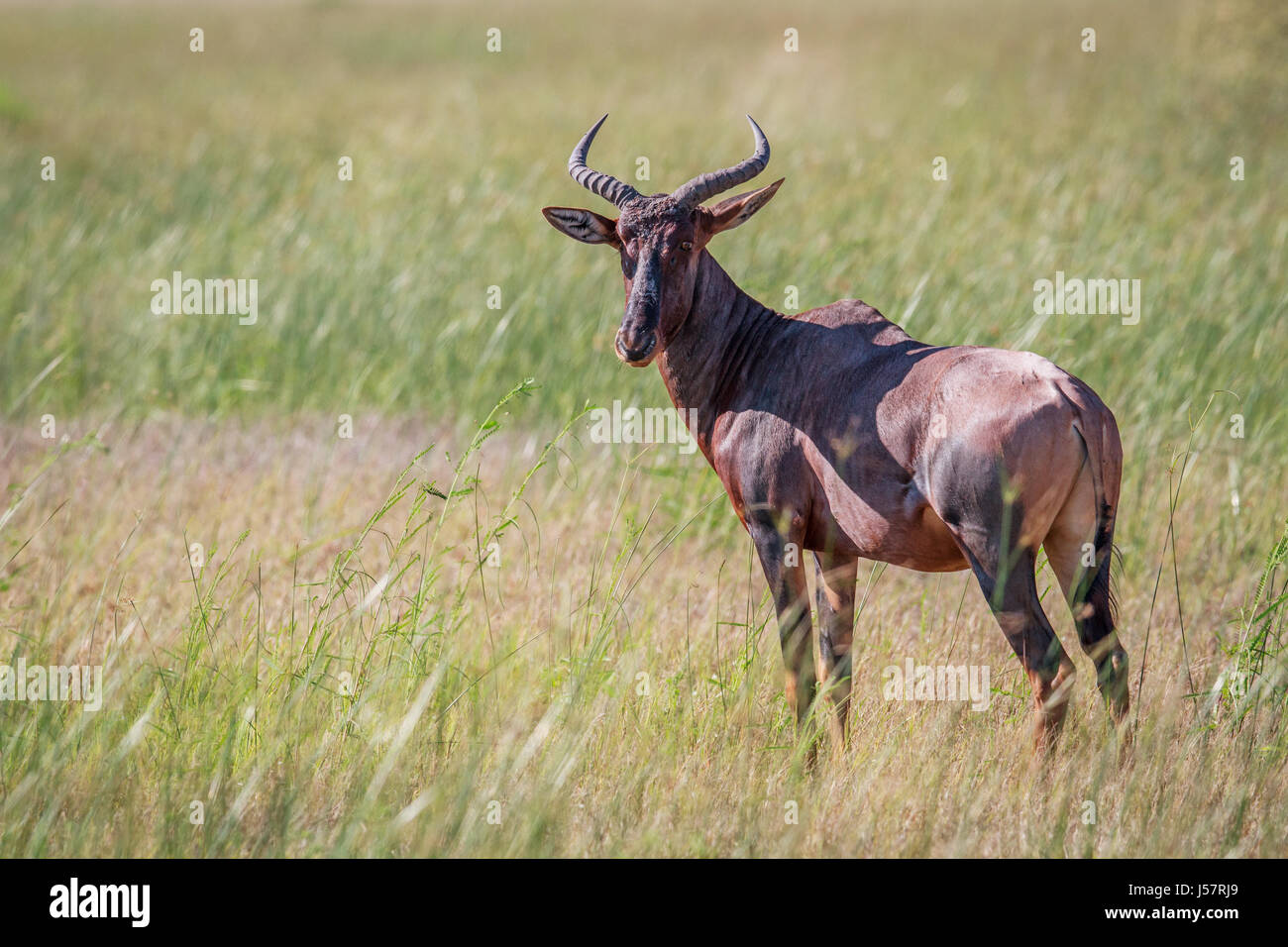 Tsessebe looking at the camera in the Chobe National Park, Botswana Stock Photo - Alamy