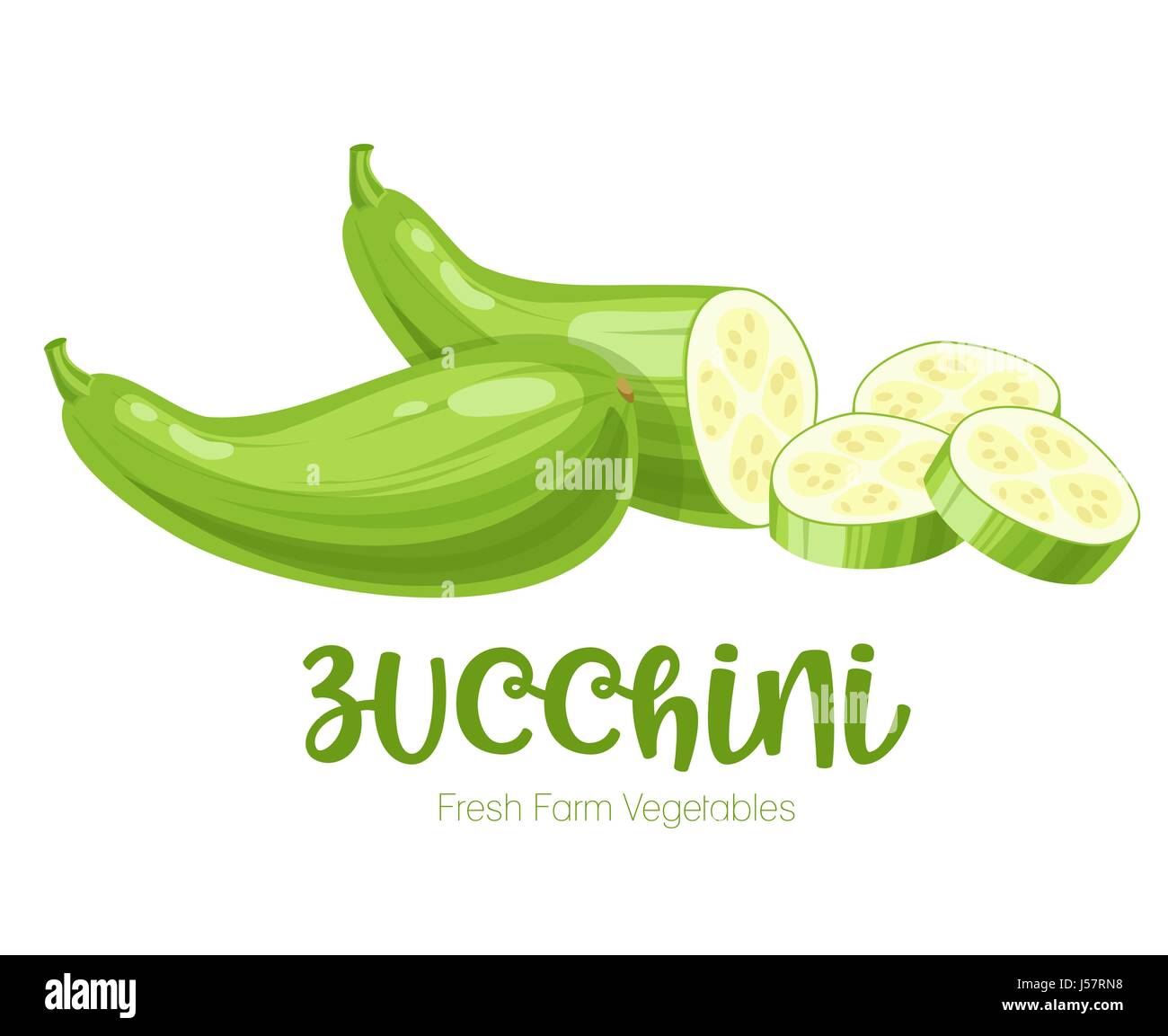 Vector zucchini isolated on white background.Vegetable illustration for ...