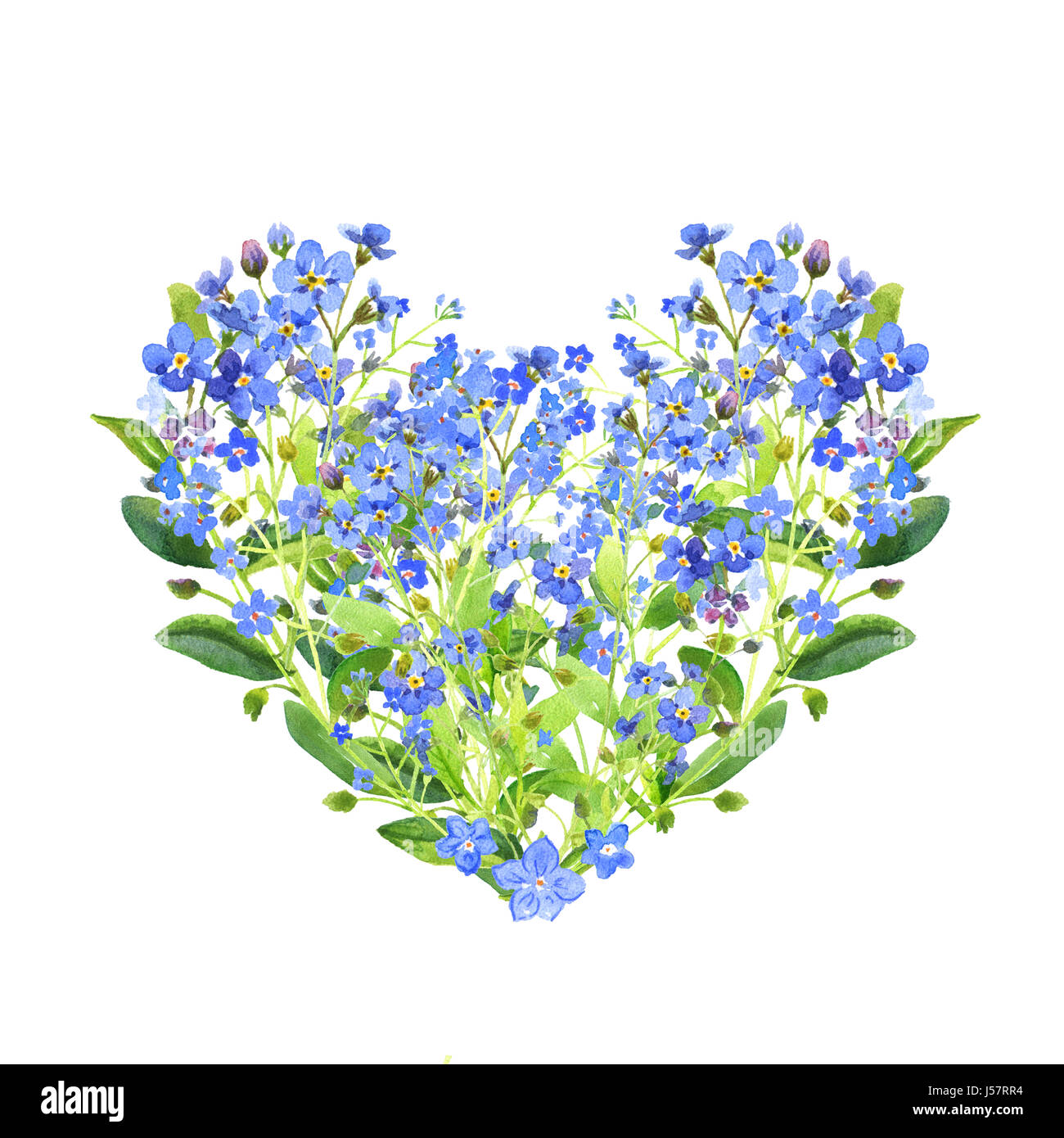 Watercolor heart. Blue forget-me-nots Stock Photo - Alamy