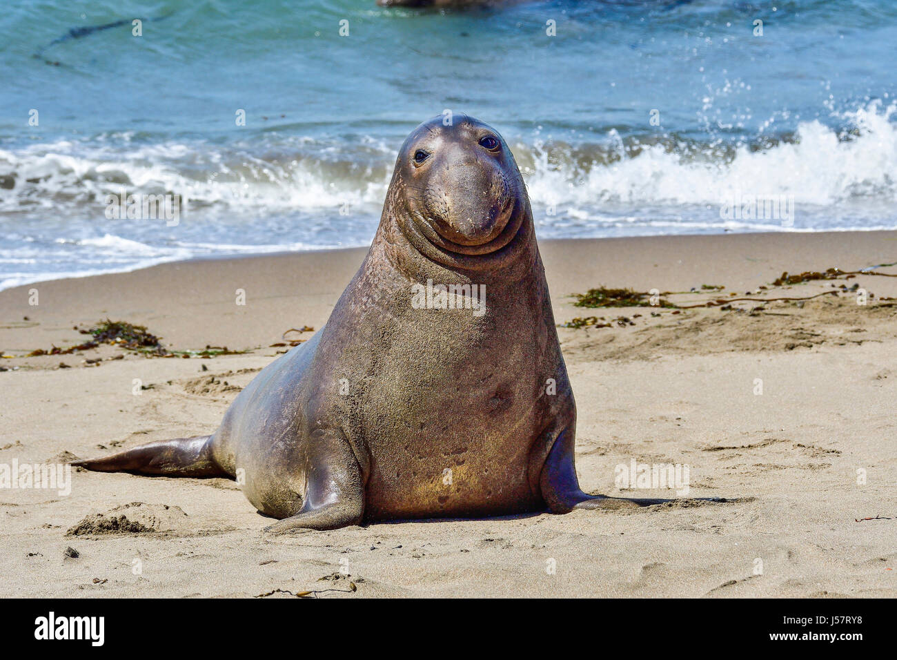 Northern Elephant Seal Stock Photo - Alamy
