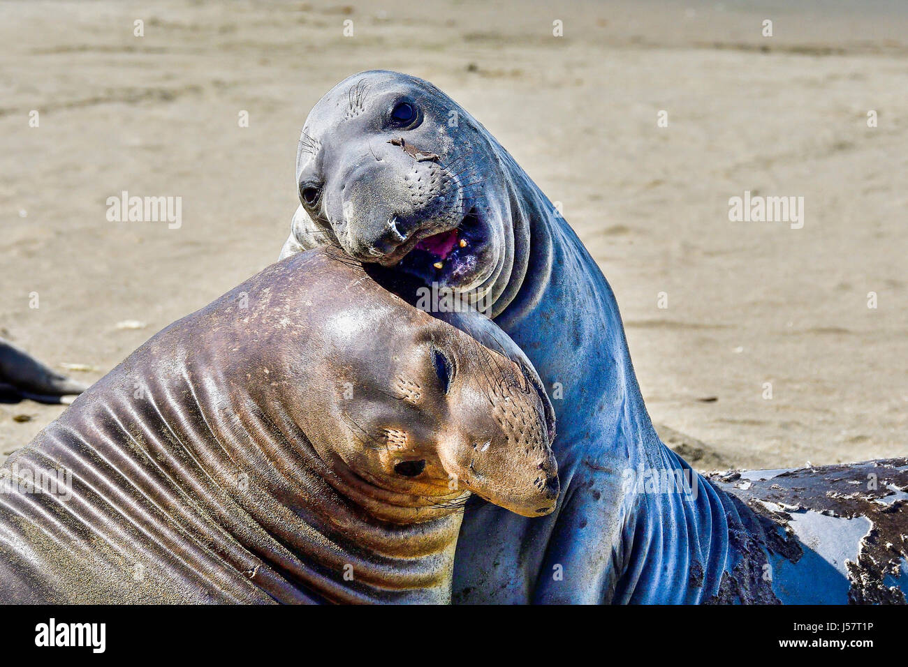 Northern Elephant Seal Stock Photo - Alamy