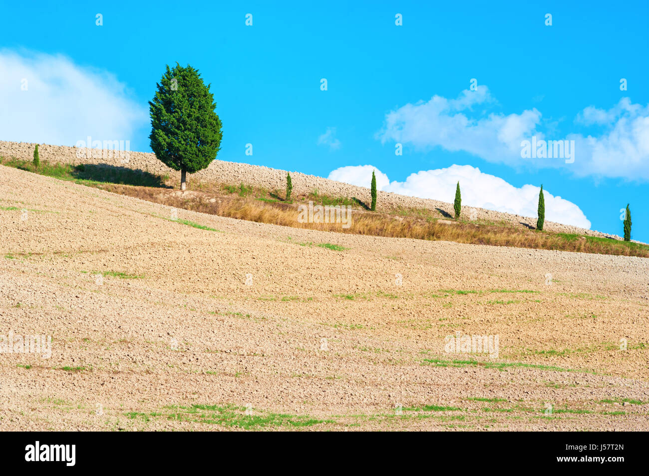 Lonely cypress tree hi-res stock photography and images - Alamy