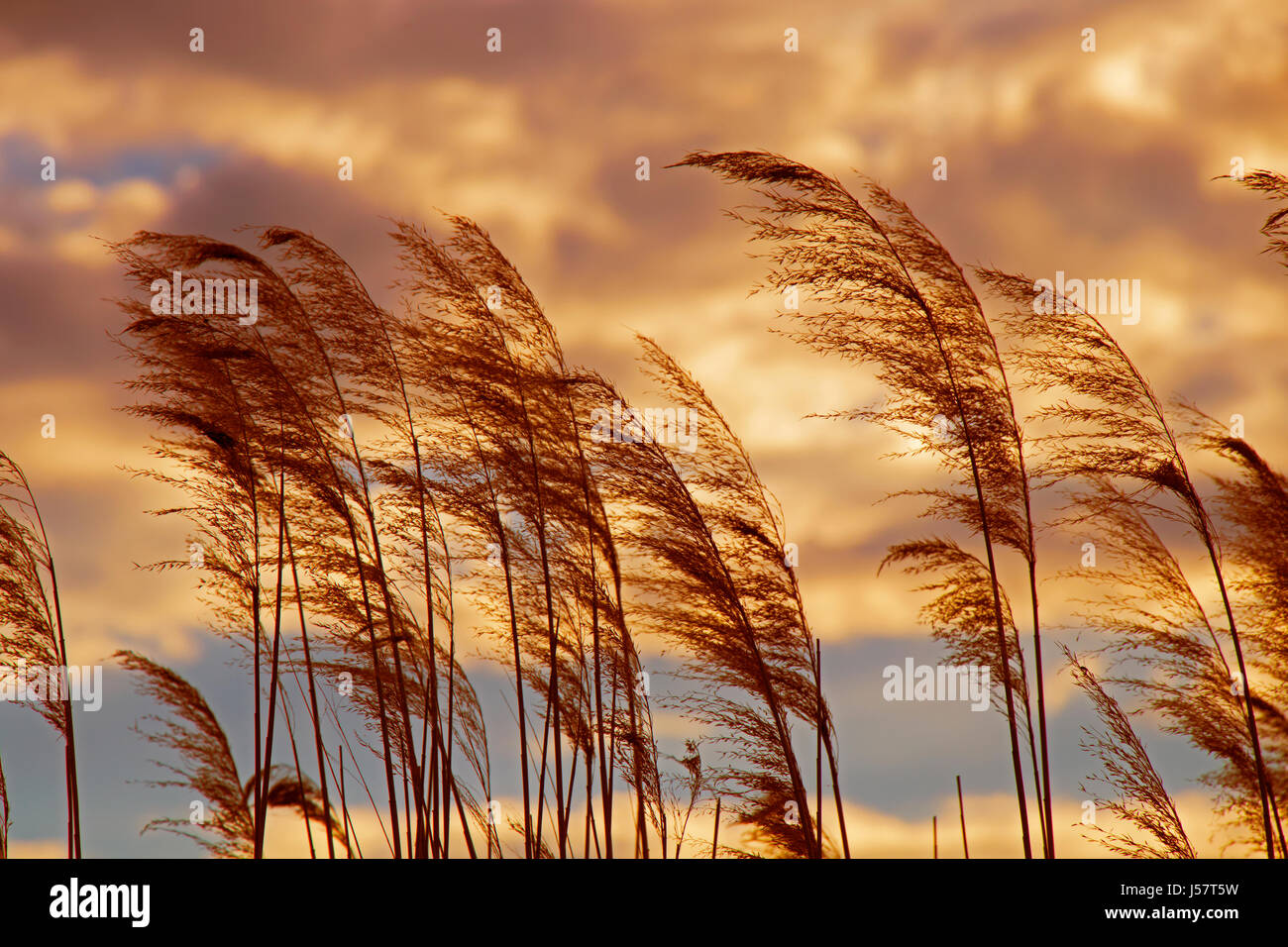 landscape Shaw view in dounab Stock Photo - Alamy