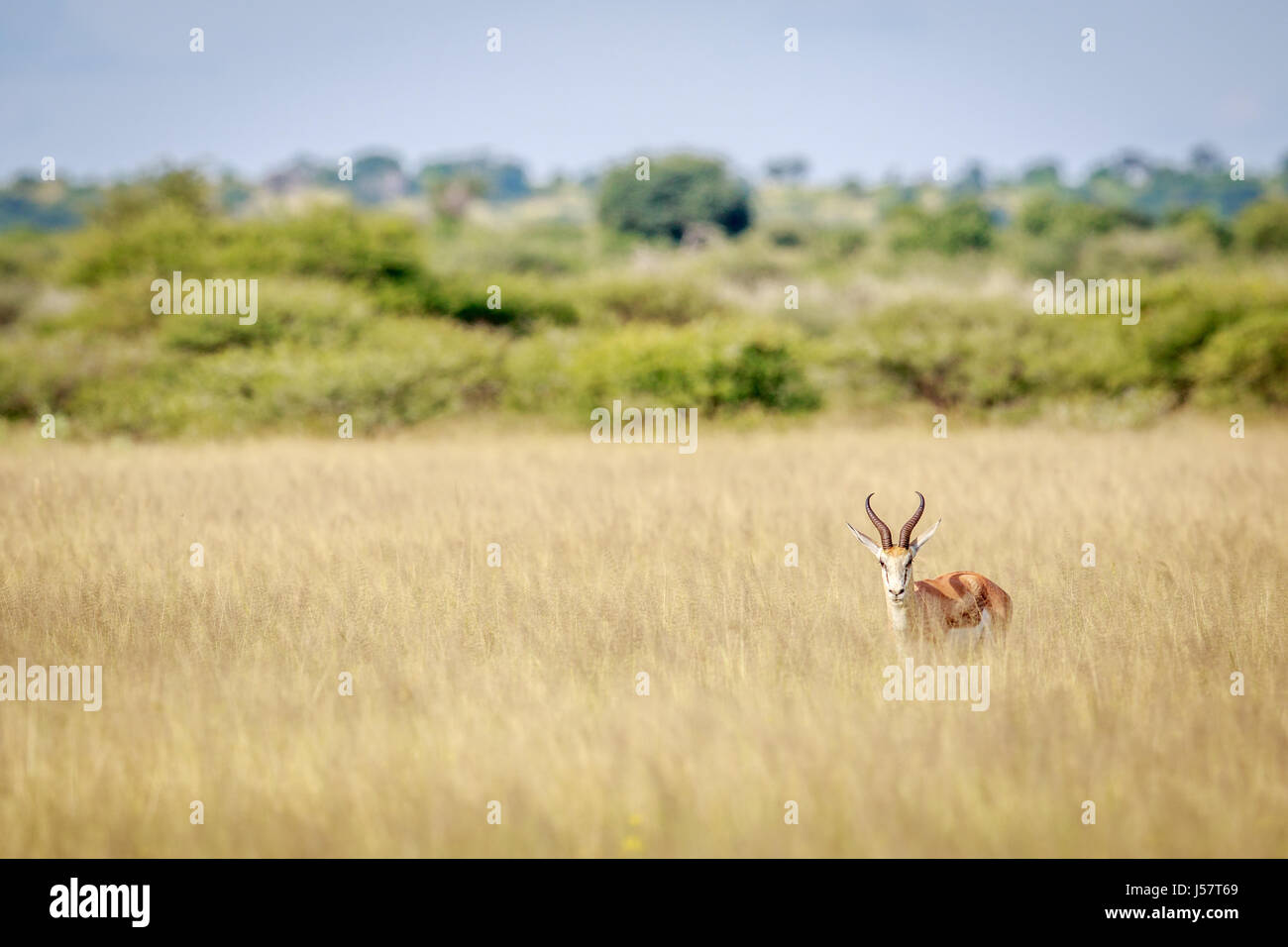 Springbok starring at the camera in the high grass in the Central ...