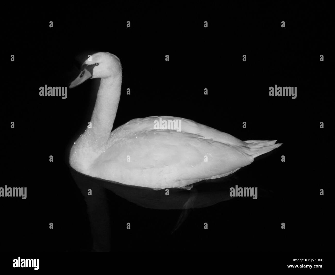 swan at night Stock Photo - Alamy