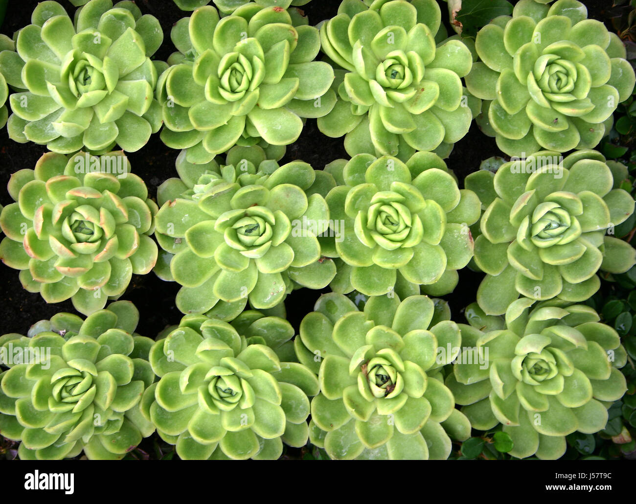 in dozens cheaper Stock Photo - Alamy