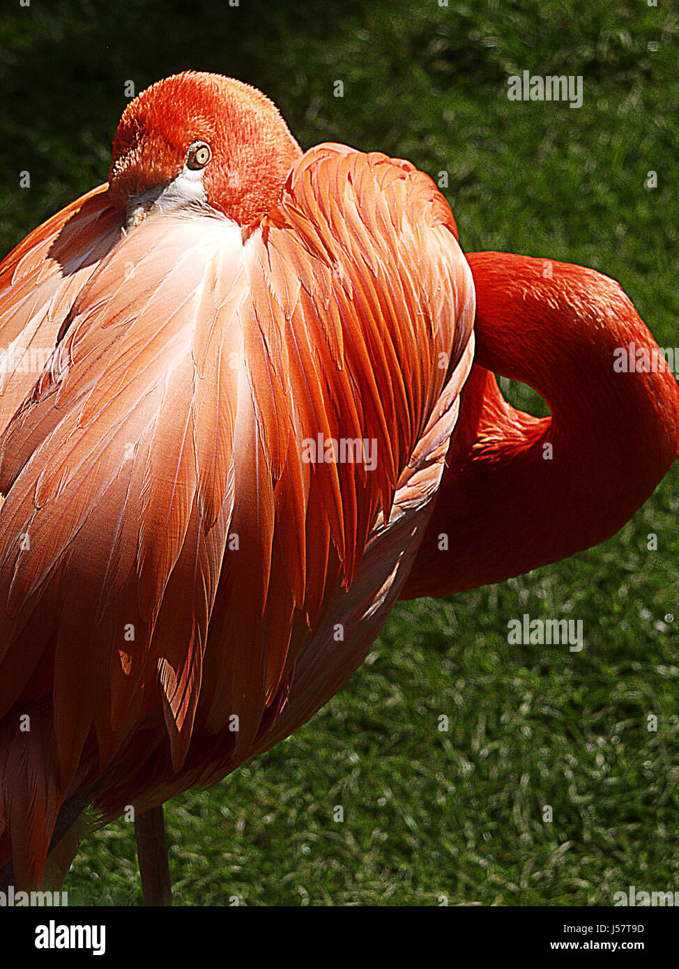 Krummer hals hi-res stock photography and images - Alamy