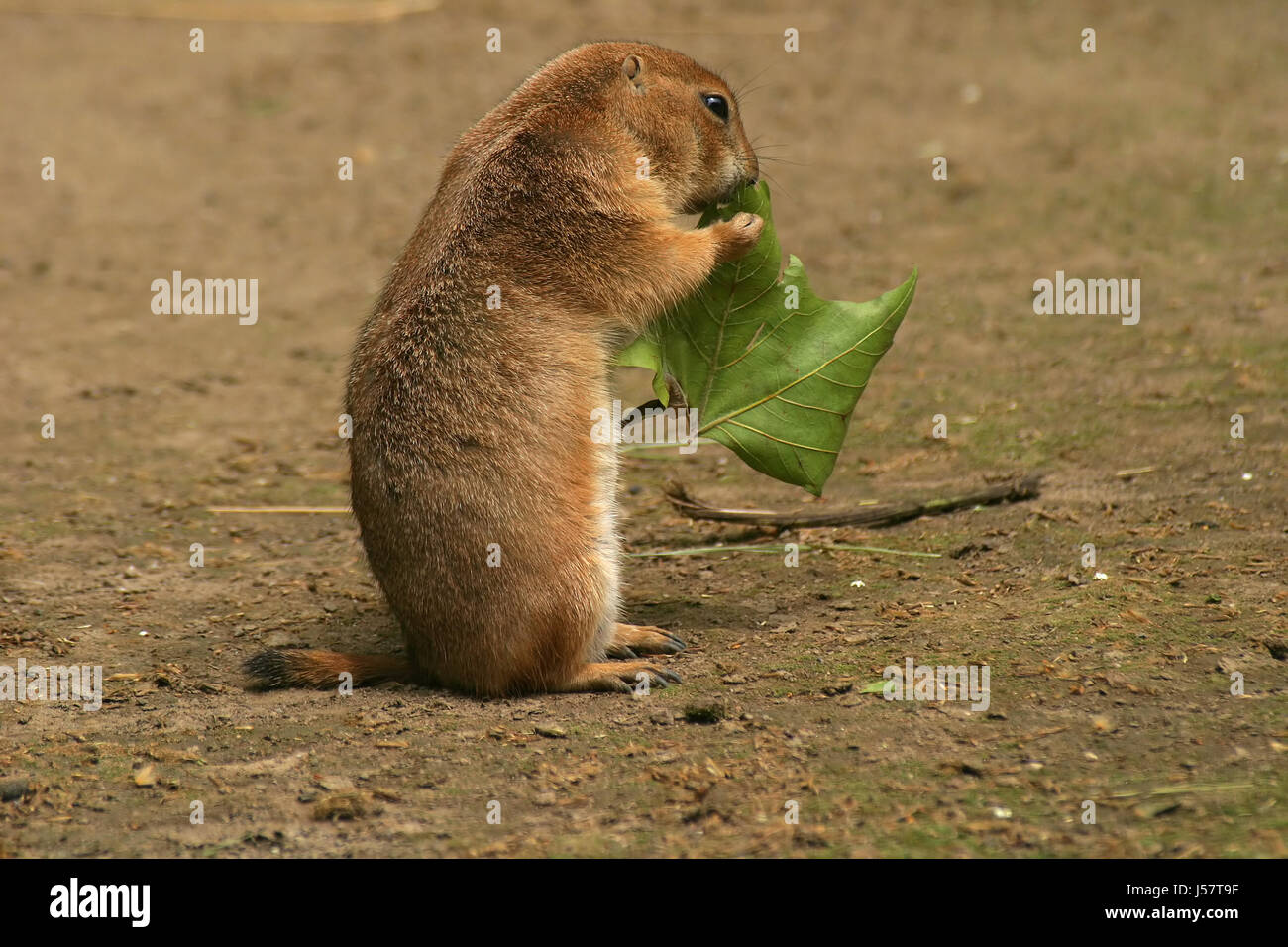 prairie dog eating Stock Photo - Alamy