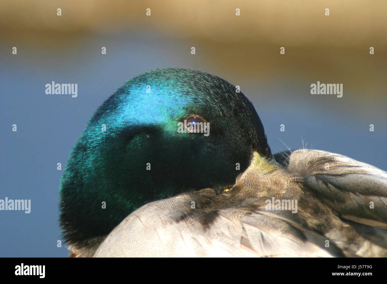 portrait of a mallard Stock Photo - Alamy