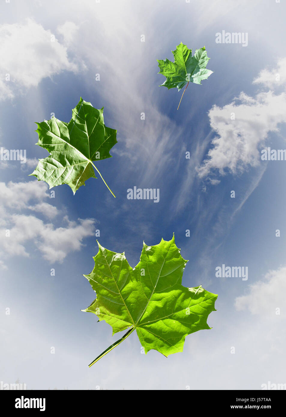 leaves summer summerly spring experiments trials firmament sky shine ...