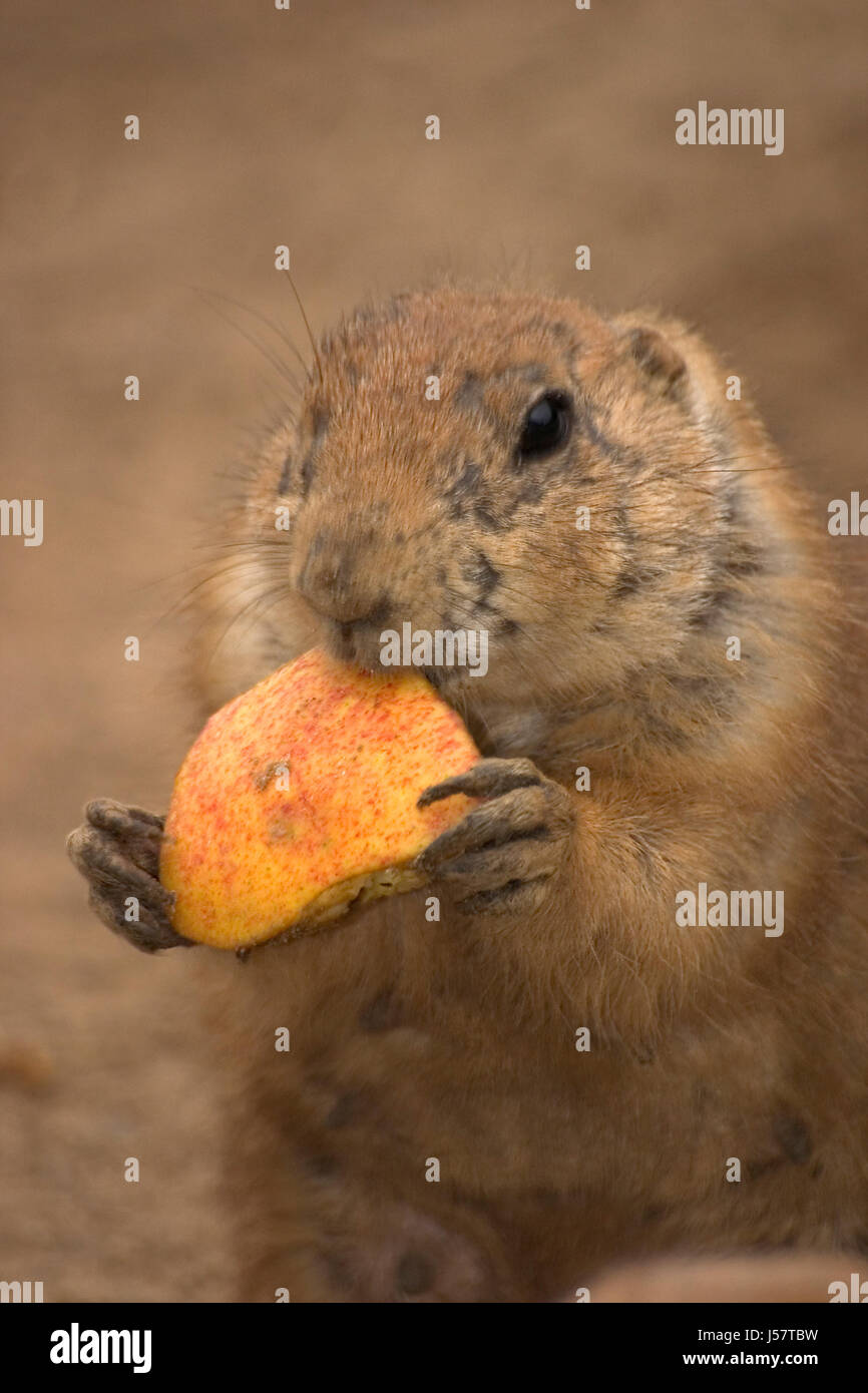 zoo rodent skin steppe to gorge engulf devour ingestion mound cute ...