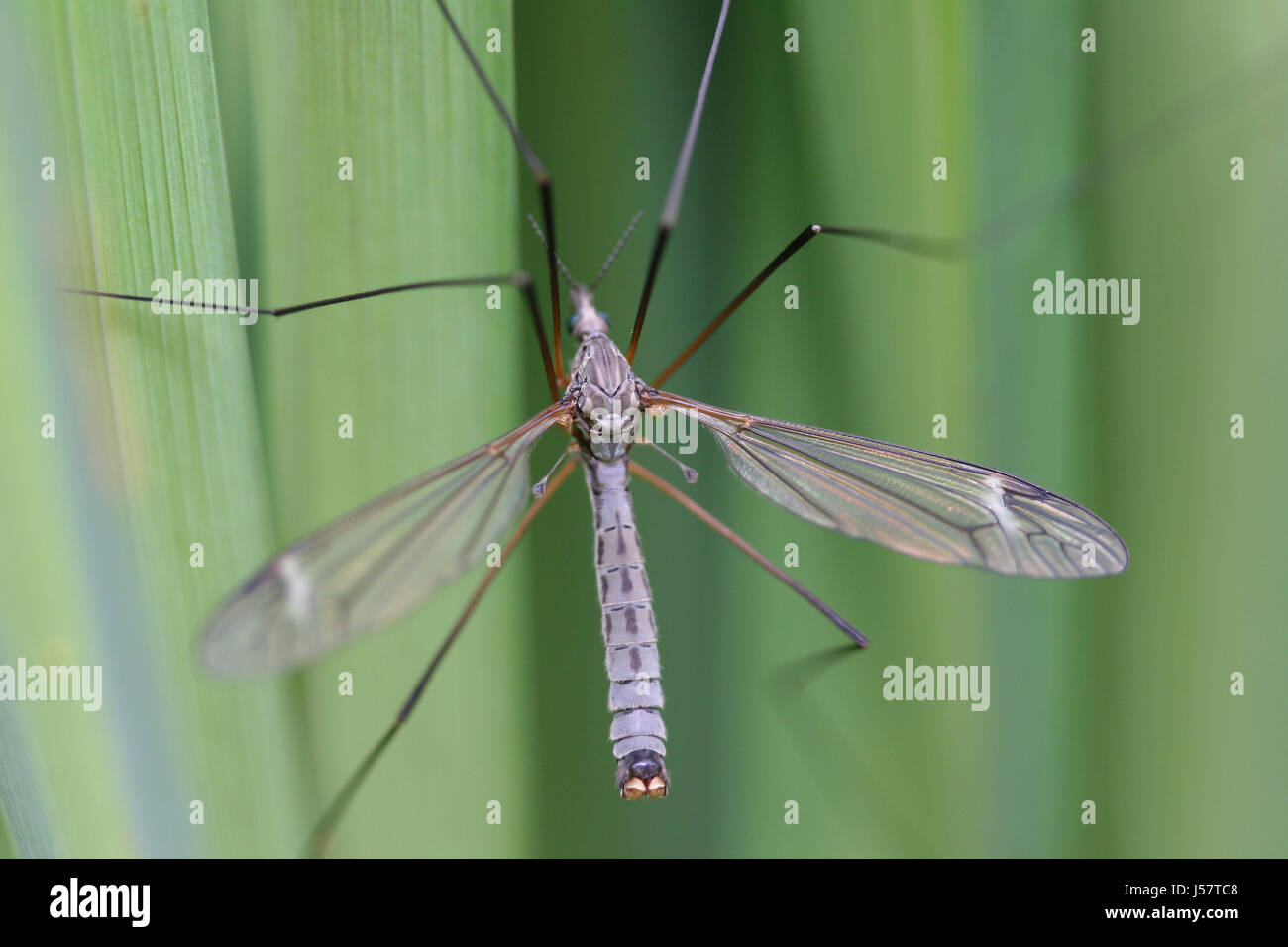 flies animal insect summer summerly gnat vermin cranefly leggy meadow ...