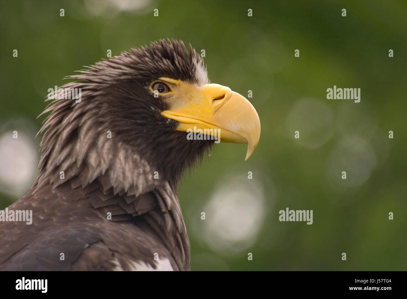 Giant eagle hi-res stock photography and images - Alamy