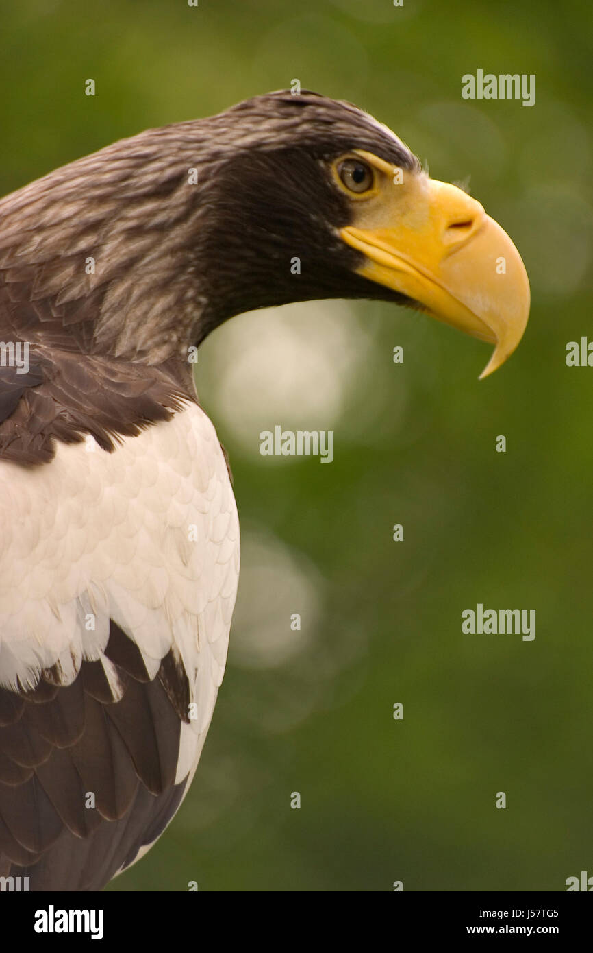 Giant eagle hi-res stock photography and images - Alamy