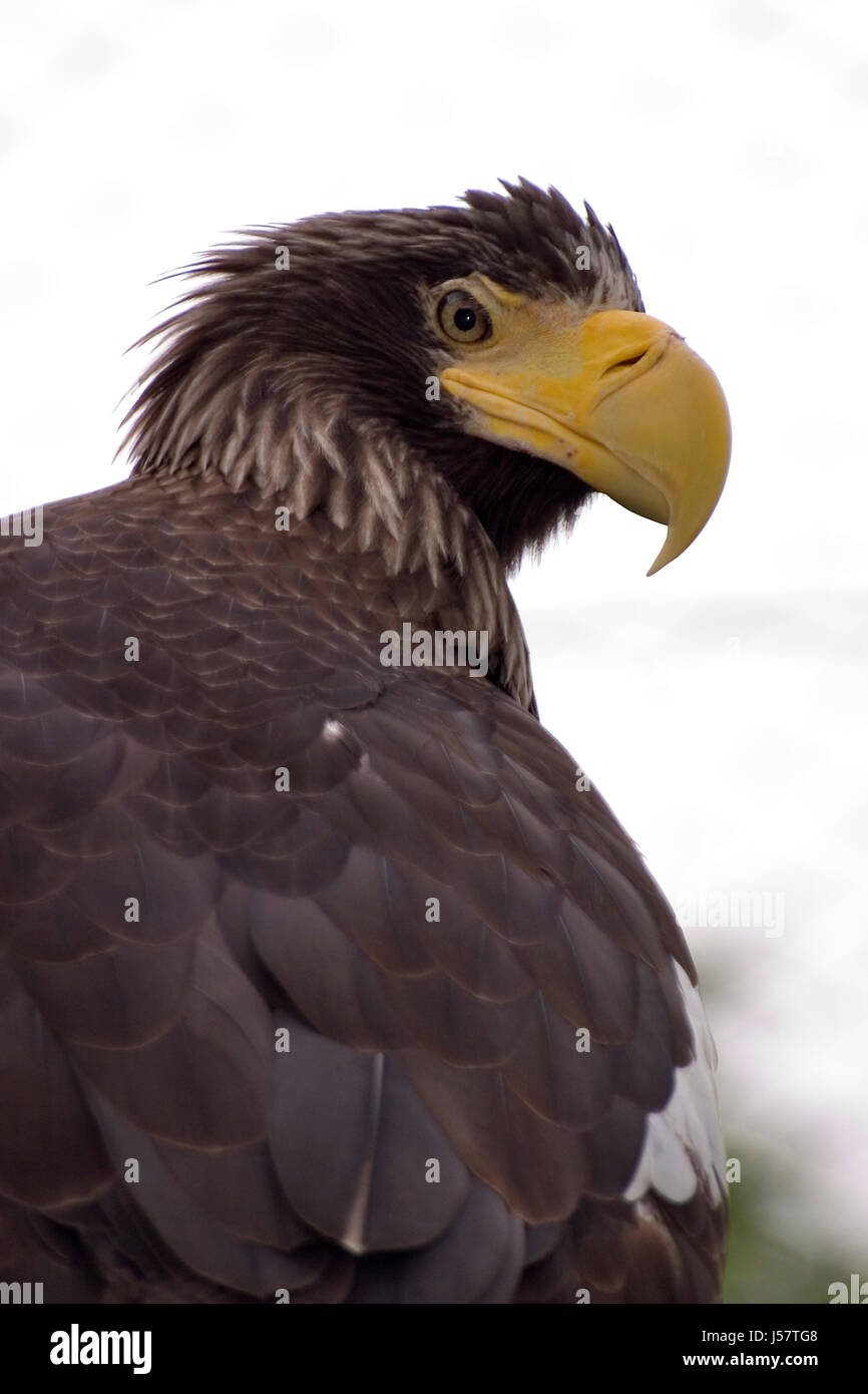 hunter raptor birds of prey wing feathers beak feathering claws eagle ...