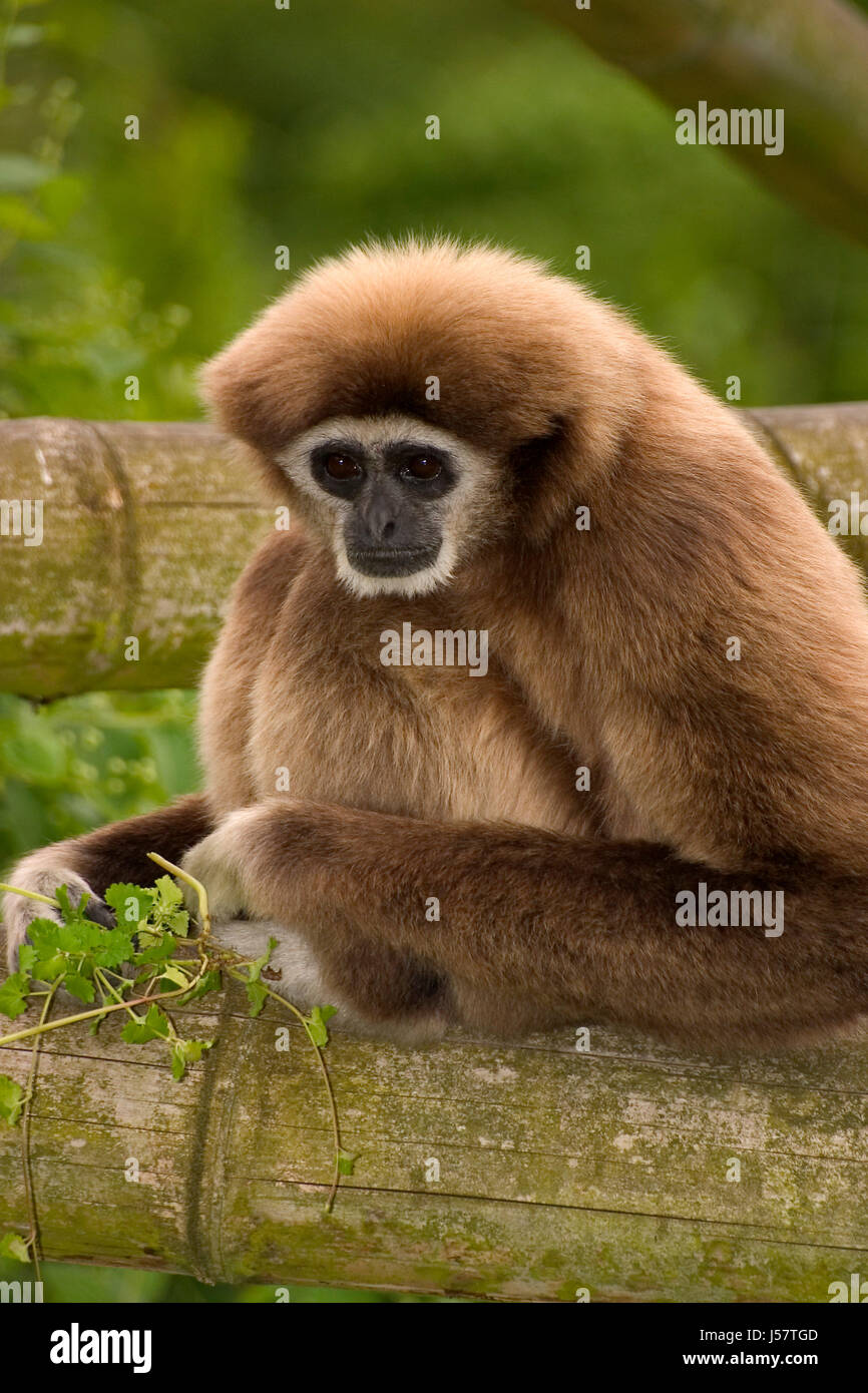 tree trunk monkey zoo look glancing see view looking peeking looking at ...