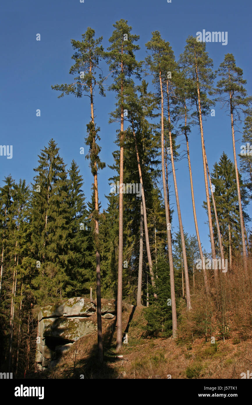tree trees trunk rock bavaria sunshine firs granite pines forest in den ...