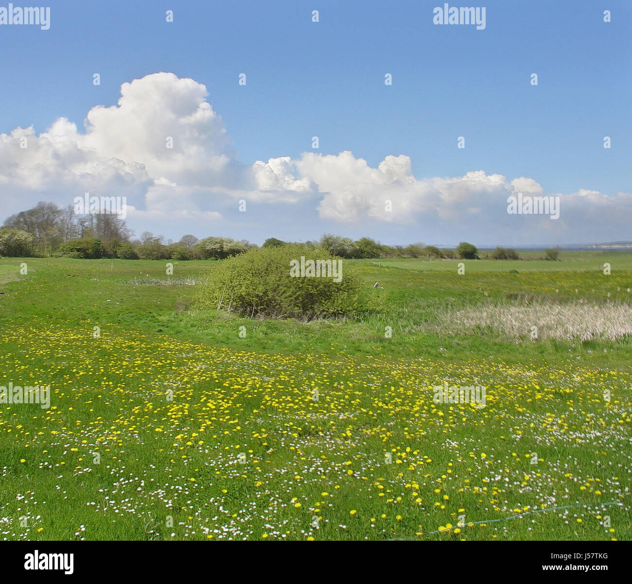 flower flowers plant bushes spring dramatic thunder-storm threat meadow ...