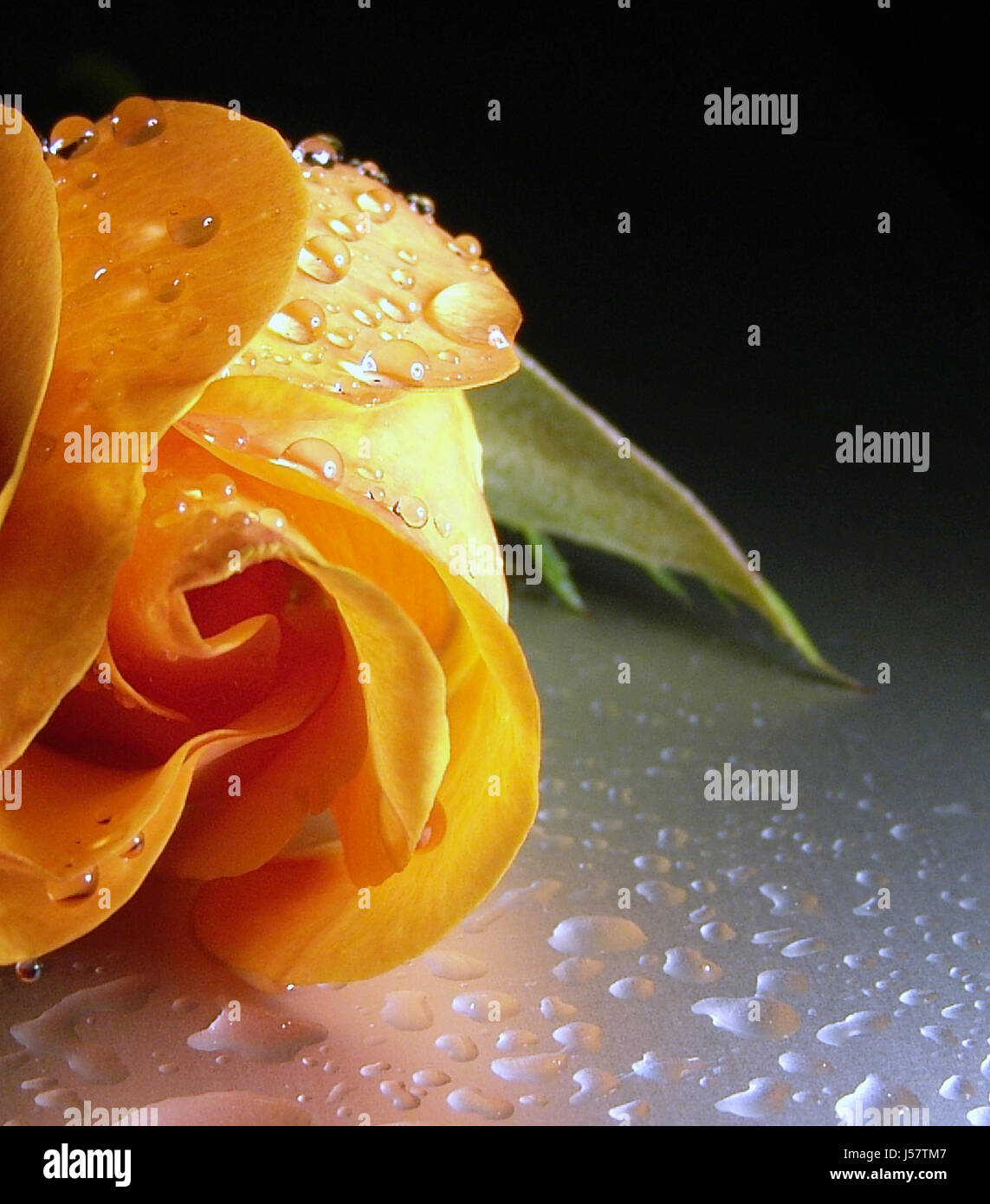 orange shine shines bright lucent light serene luminous macro close-up ...