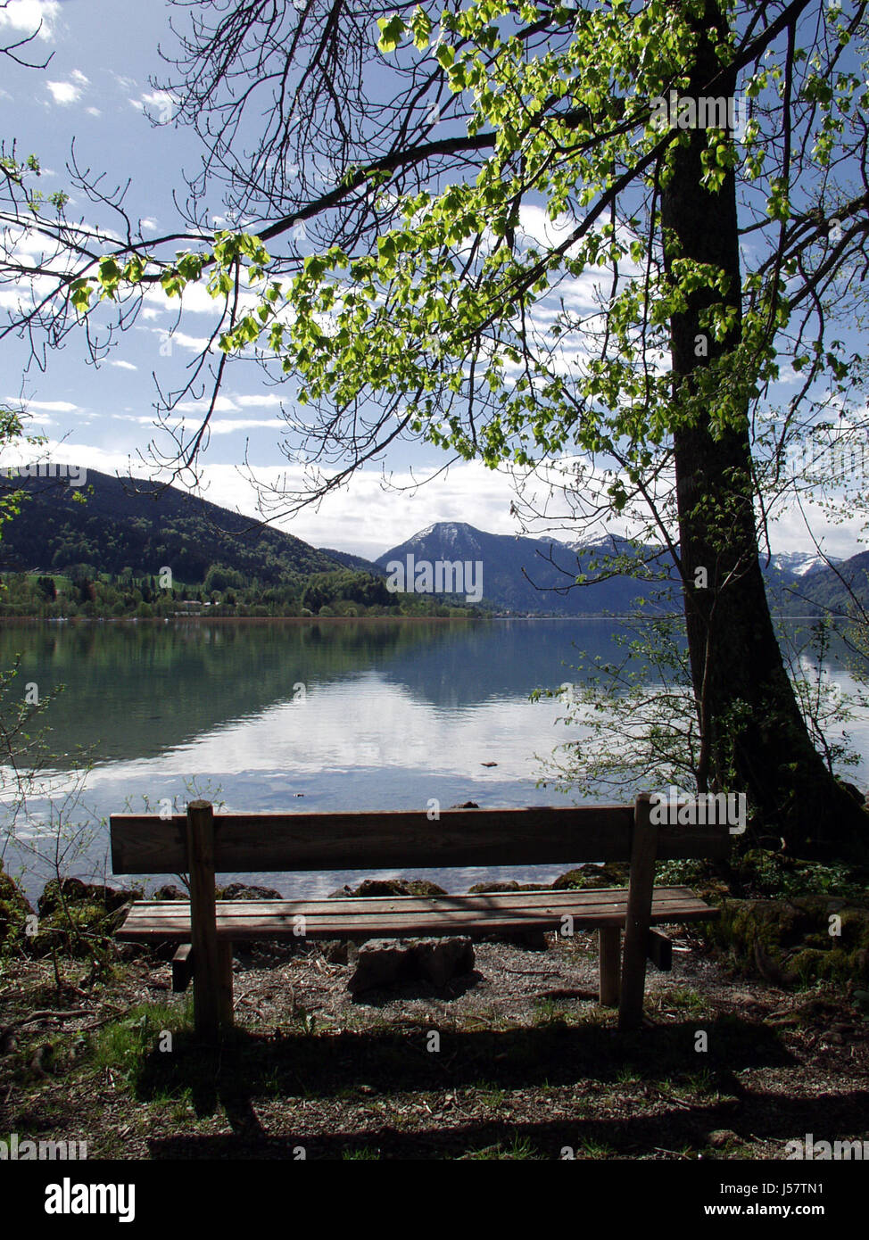 blue tree trees spring lakeside seat bench firmament sky salt water sea ...