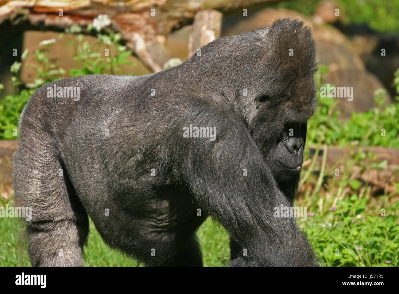 male masculine monkey muscles mimic art physiognomy gorilla powerful ...