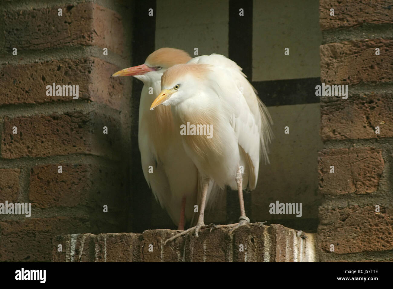 bird window porthole dormer window pane cologne birds heron couple pair ...