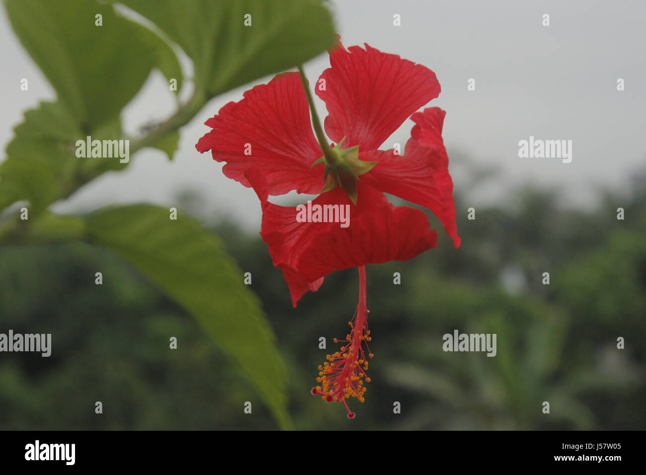 China rose flower hi-res stock photography and images - Alamy