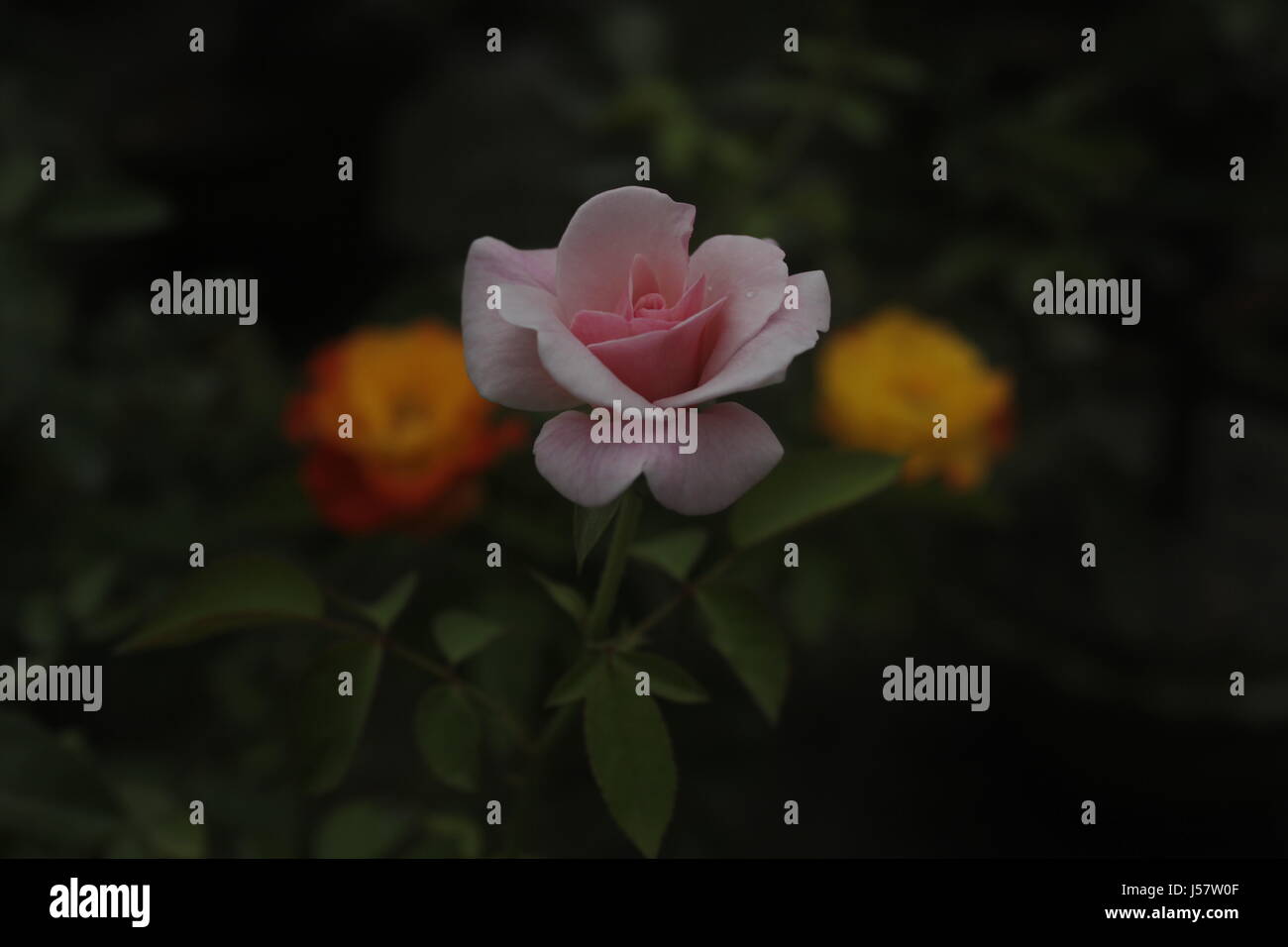 Rose queen hi-res stock photography and images - Alamy