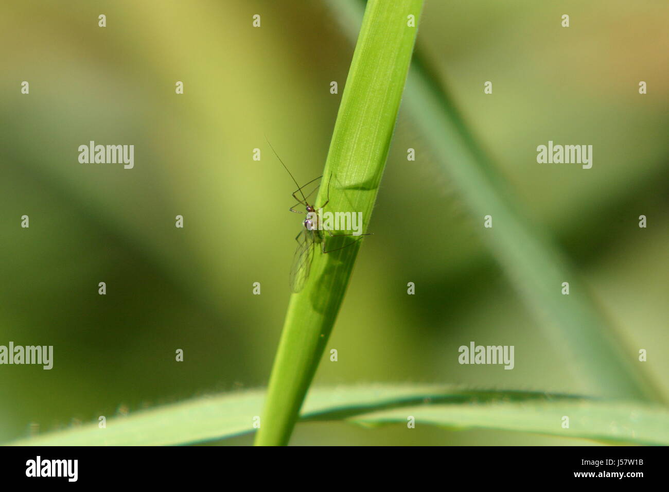 insect green small tiny little short blade of grass meadow grass lawn ...