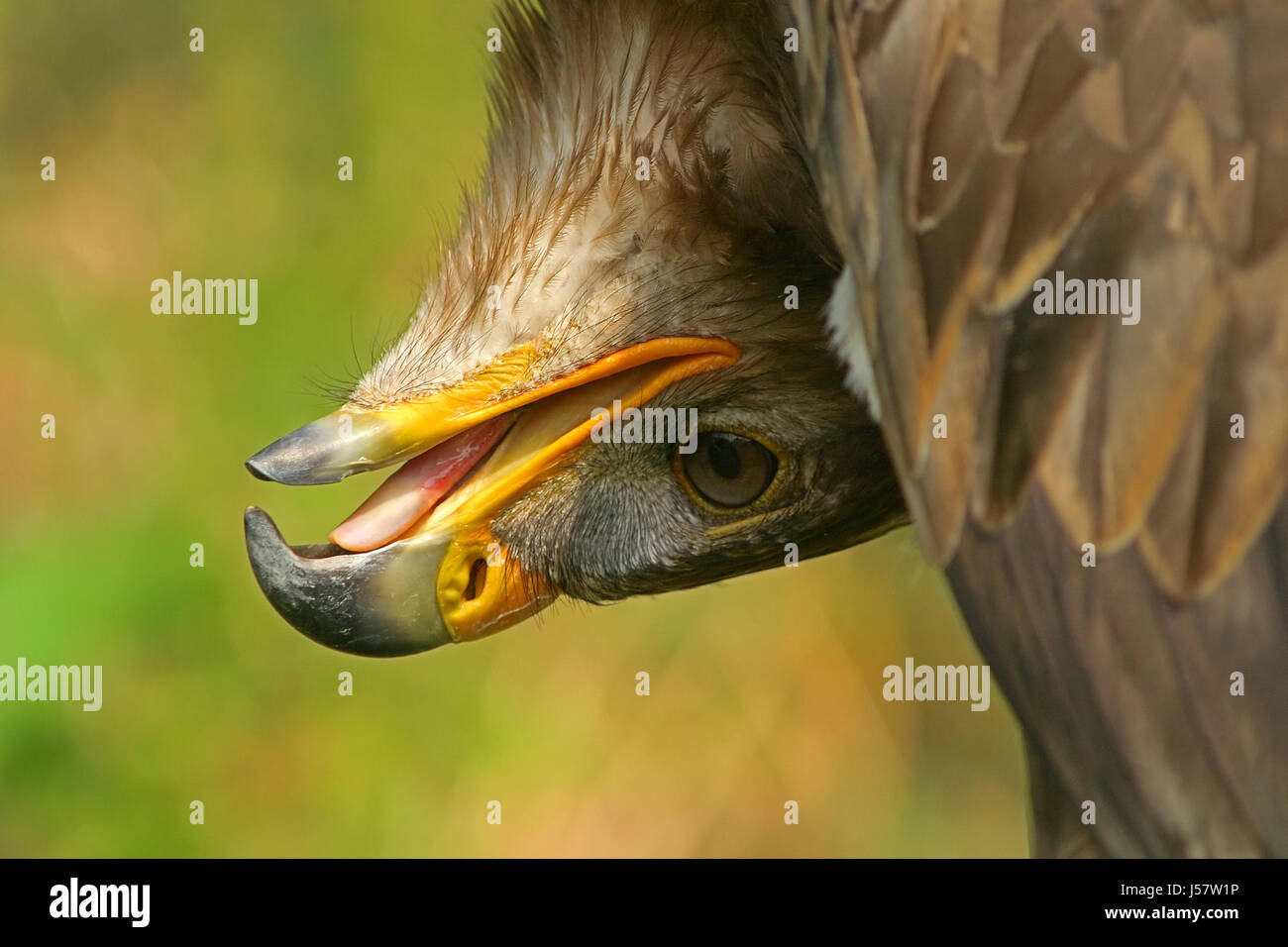 Strong eagle iii hi-res stock photography and images - Alamy