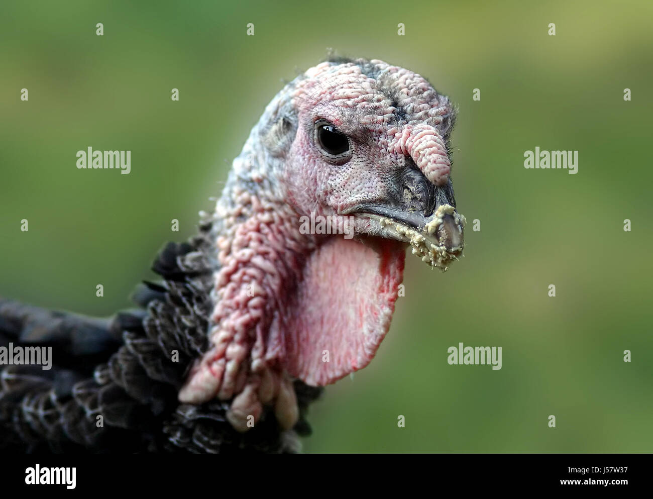 Muffle hi-res stock photography and images - Alamy