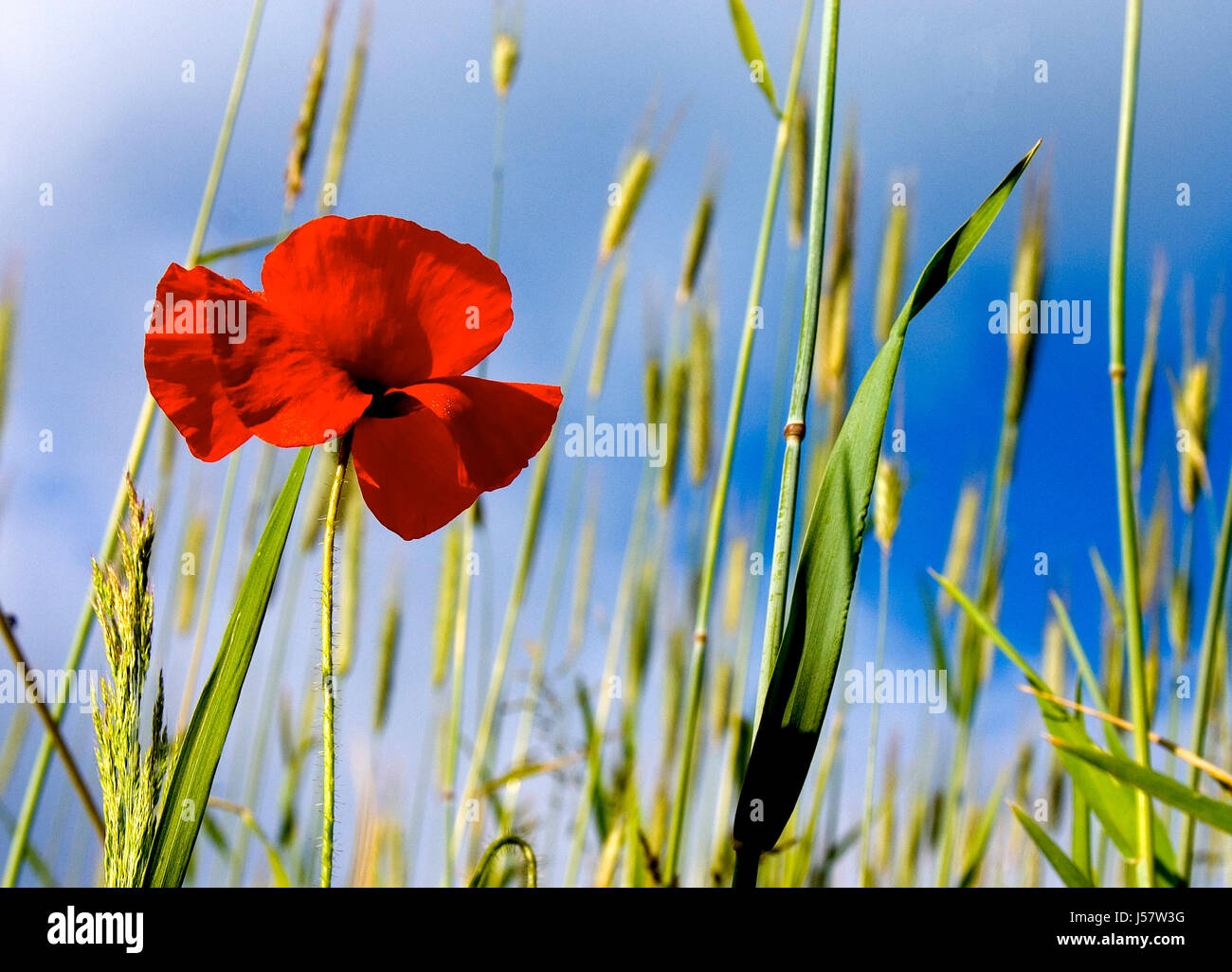 Simply red hi-res stock photography and images - Alamy