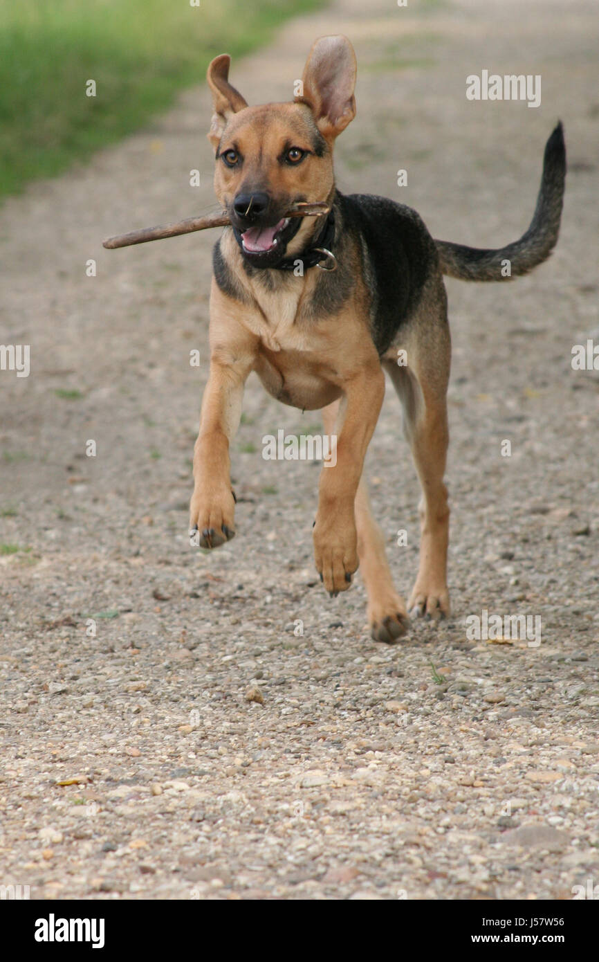 get stick 2 Stock Photo - Alamy