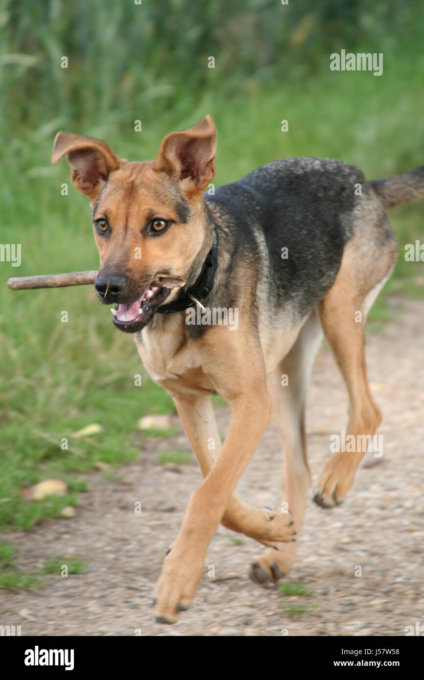 get stick 4 Stock Photo - Alamy