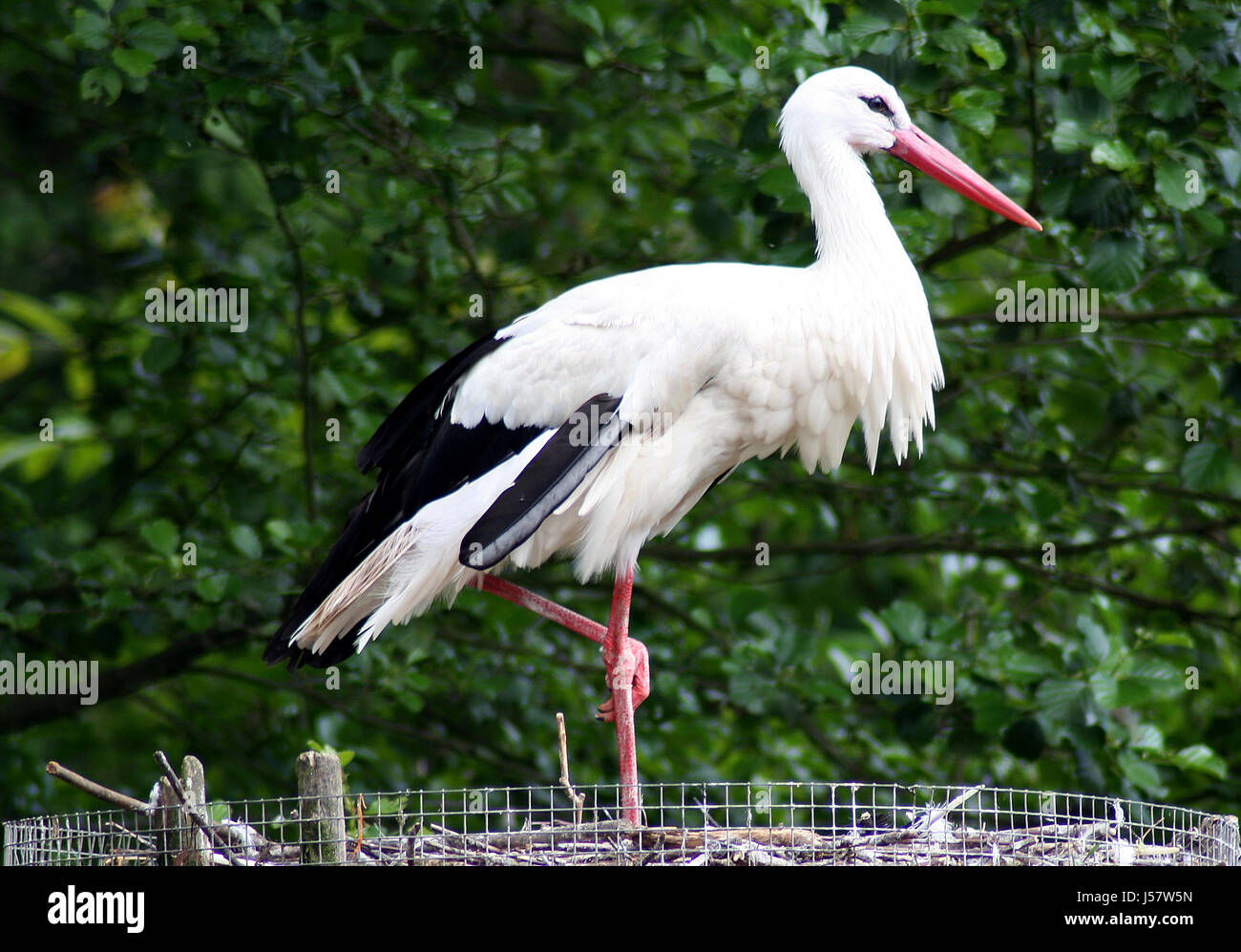 white stork - stork Stock Photo - Alamy
