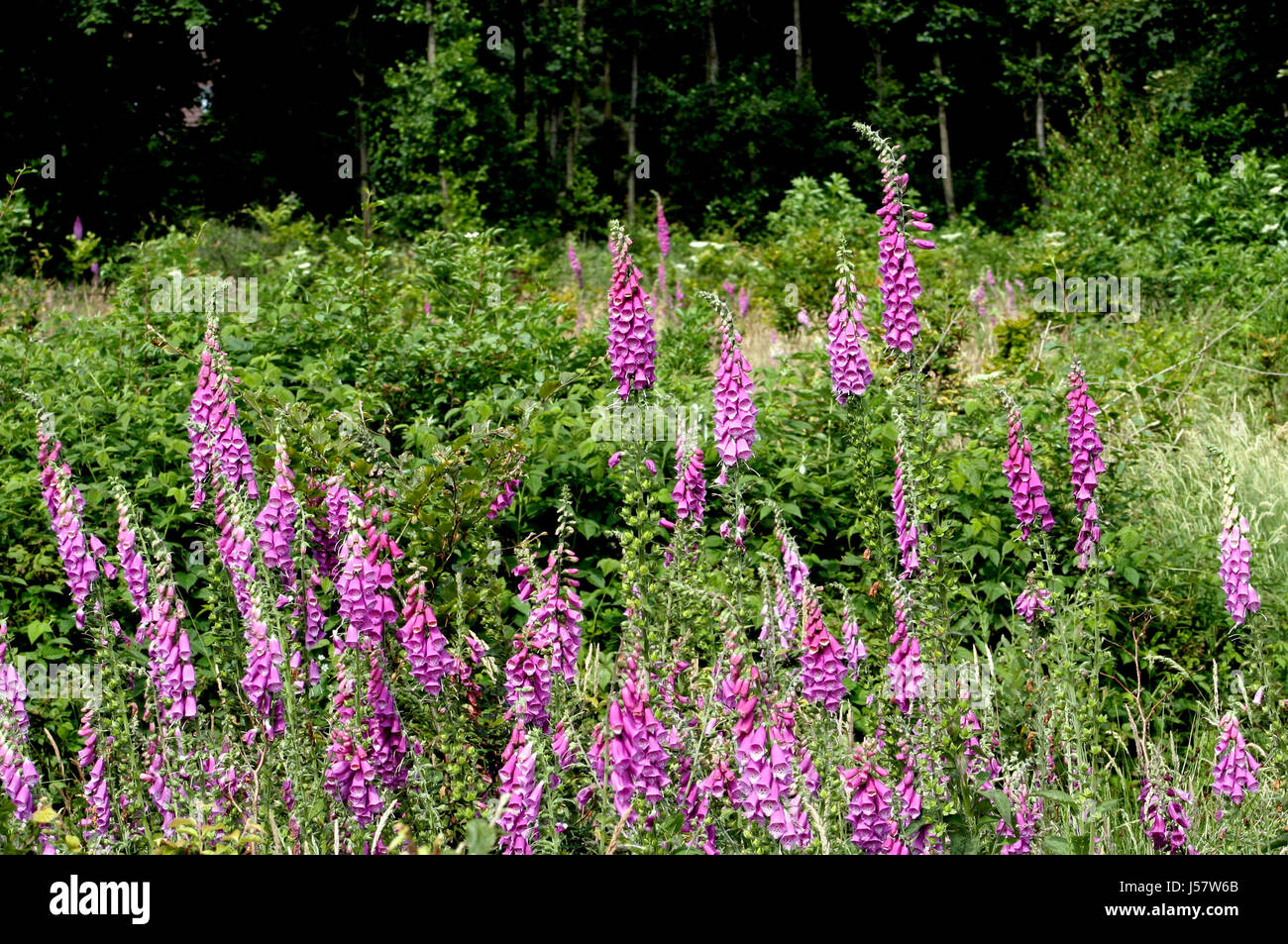 Thimble Weed High Resolution Stock Photography and Images - Alamy