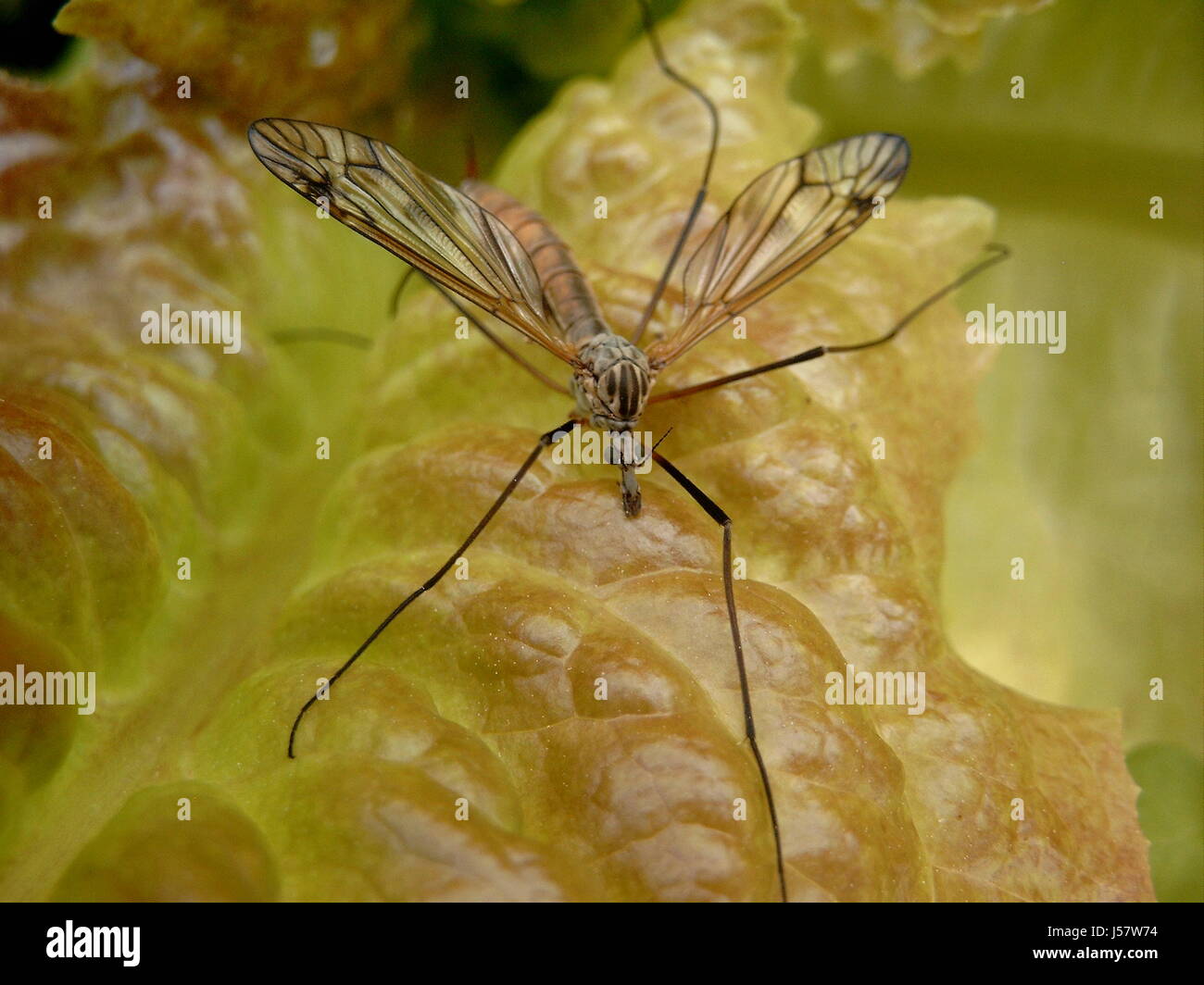 crane fly 2 Stock Photo - Alamy