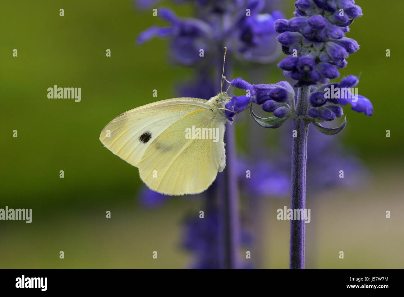 weiling in lavender Stock Photo - Alamy