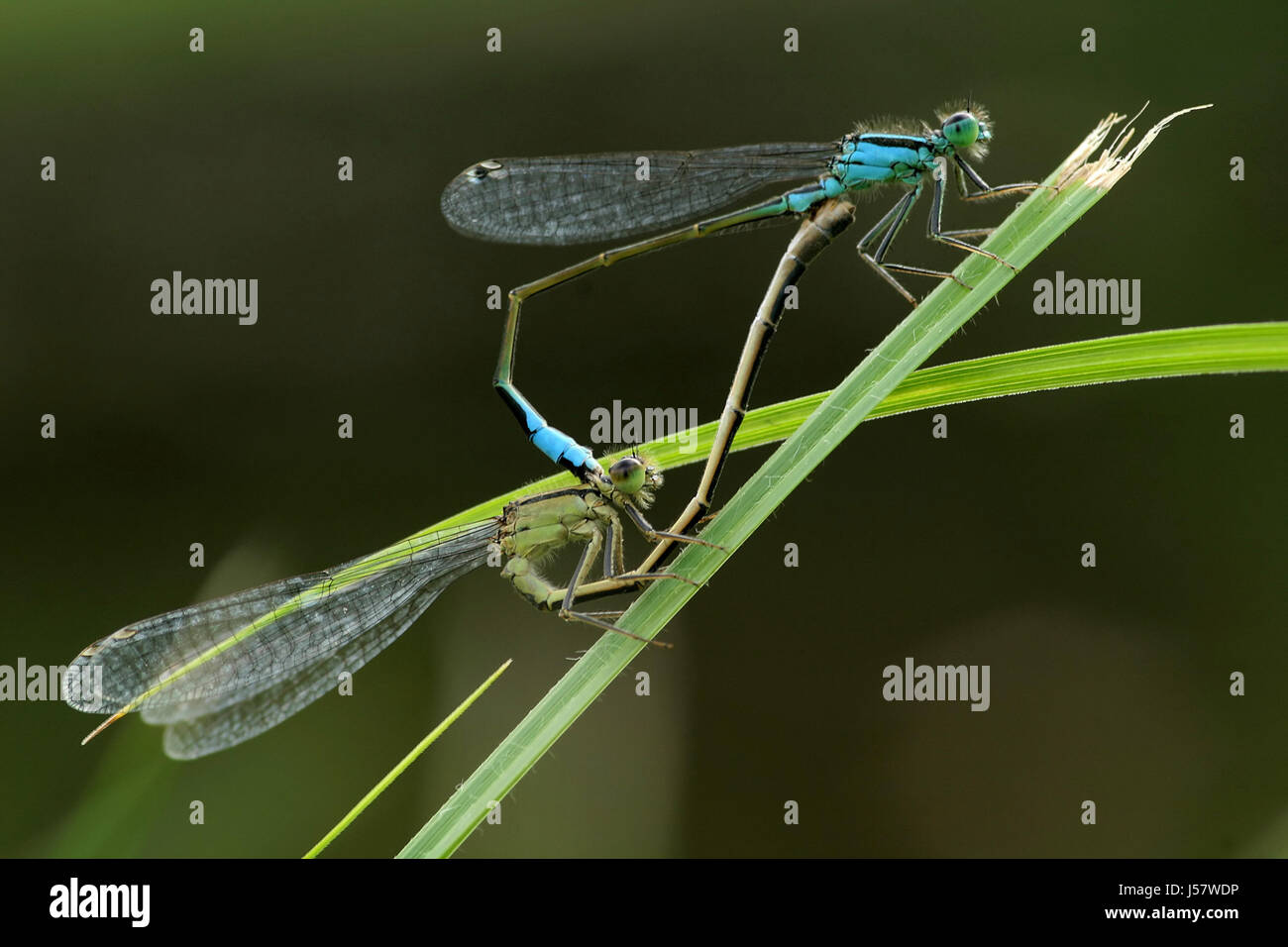 Mating stick insects hi-res stock photography and images - Alamy