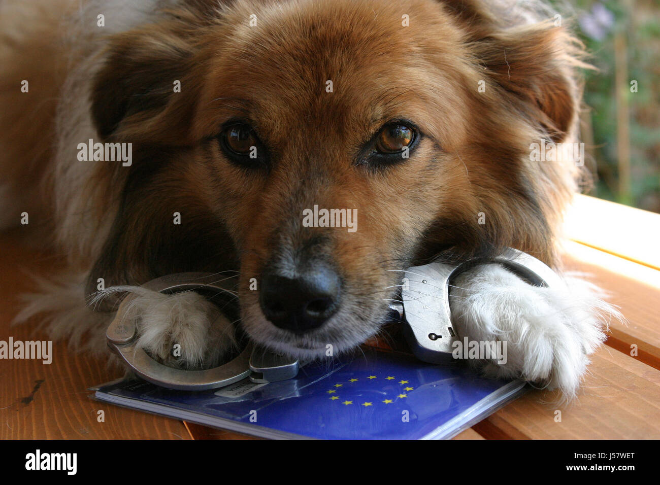 Oh dear hi-res stock photography and images - Alamy