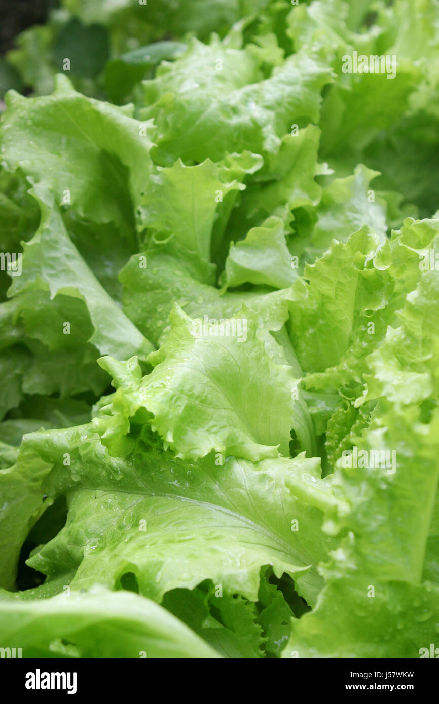 lettuce leaves 1 Stock Photo - Alamy