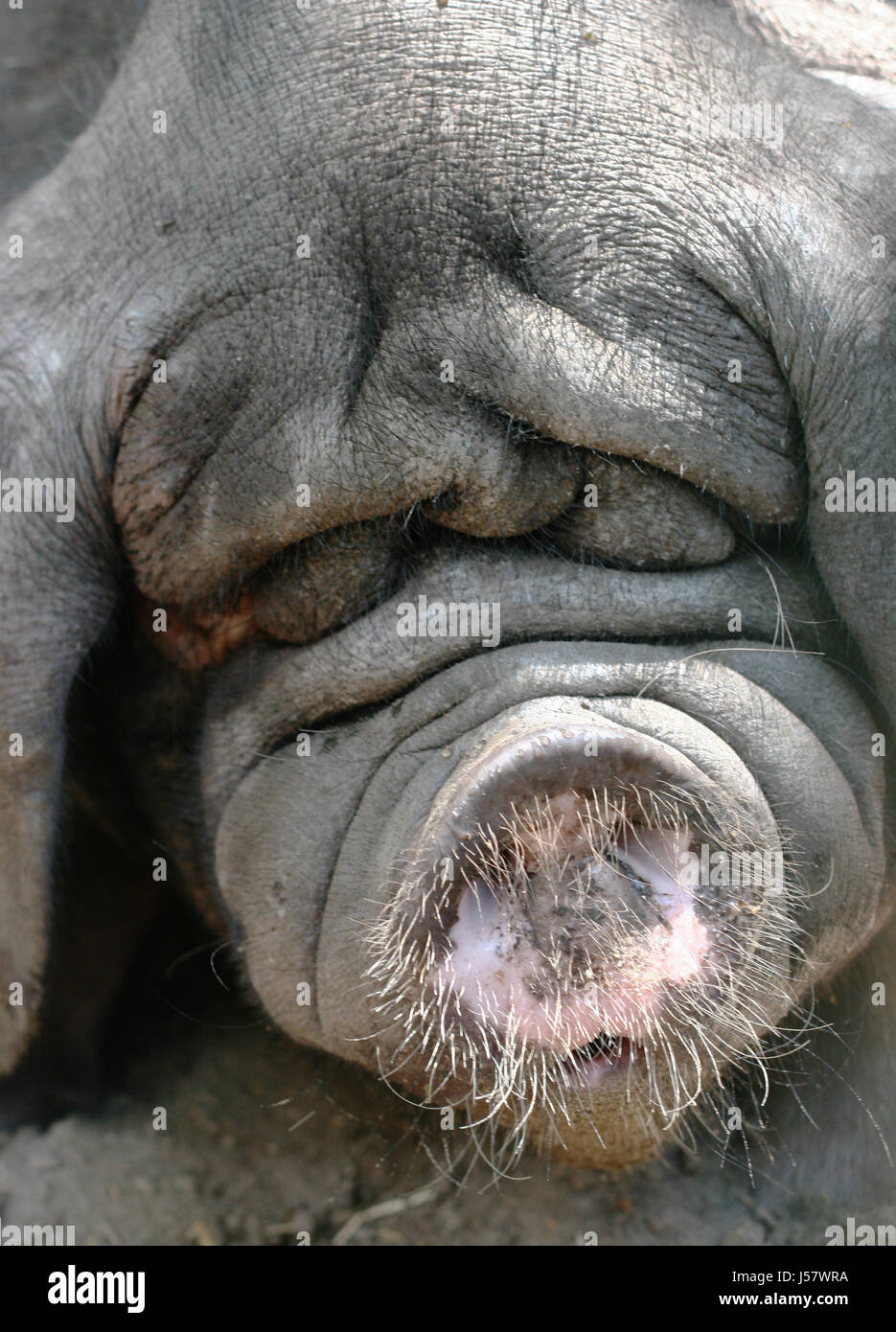 chinese pig mask Stock Photo - Alamy