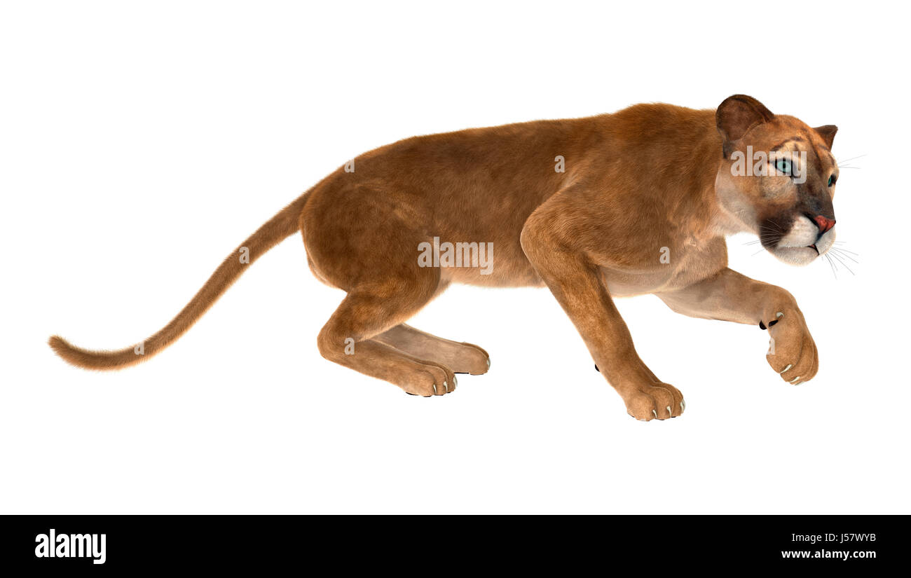 3D rendering of a big cat puma isolated on white background Stock Photo ...