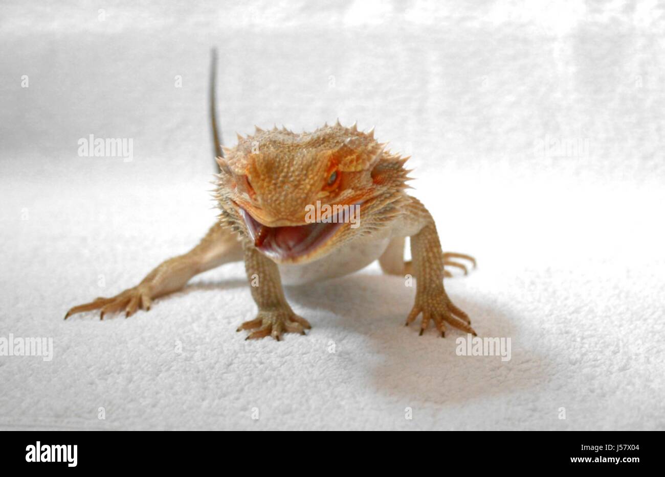 Mmh hi-res stock photography and images - Alamy